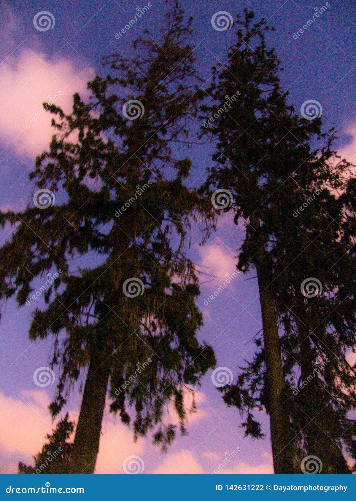 Low Angle View of Two Tall Trees and Colorful Cloudy Skies at Twilight ...