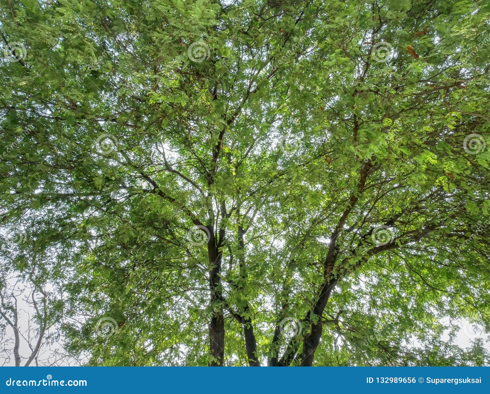 Low Angle View Under Green Tree Canopy Stock Photo - Image of ...