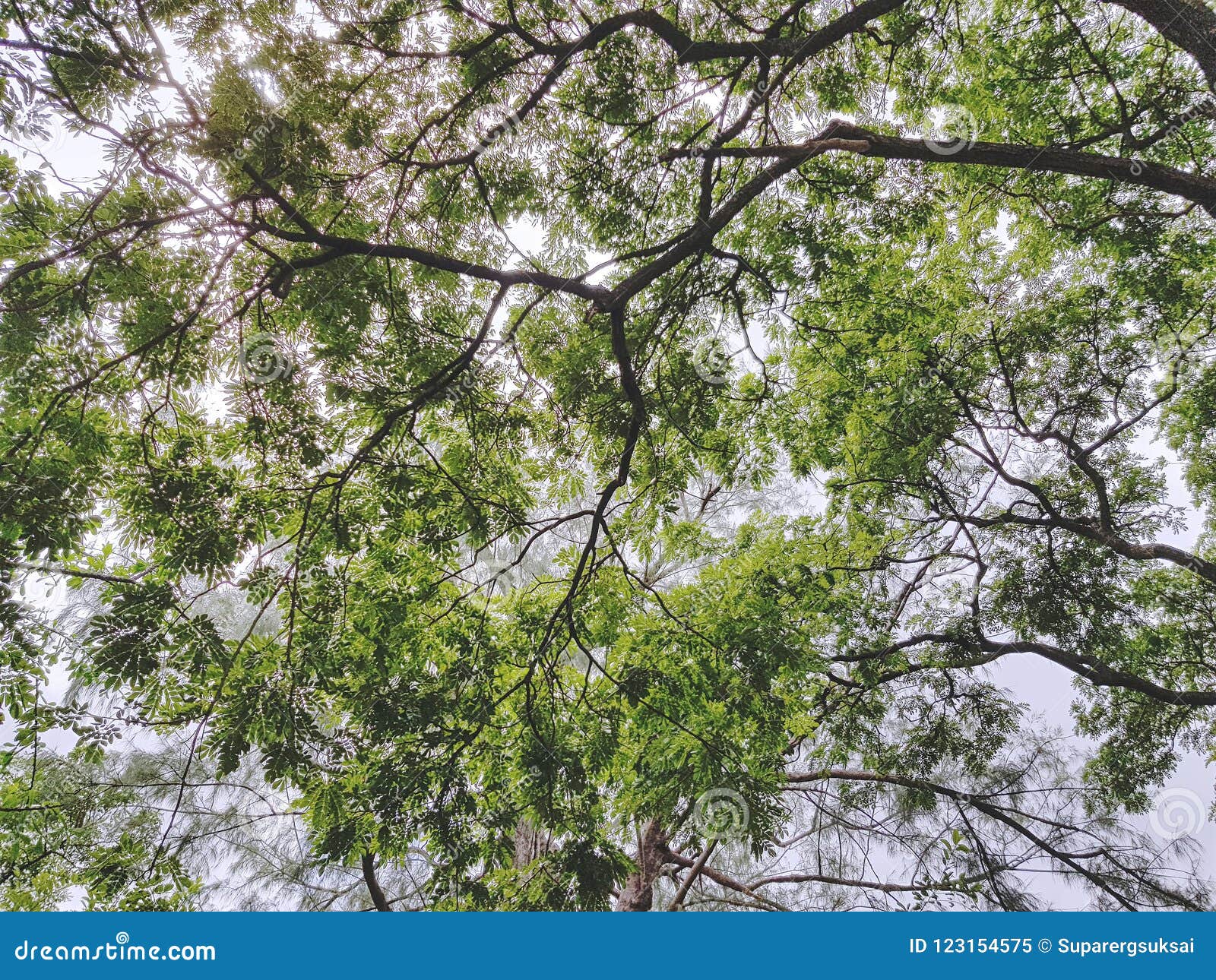 Low Angle View of Large Tree Canopy Stock Image - Image of nature, wood ...