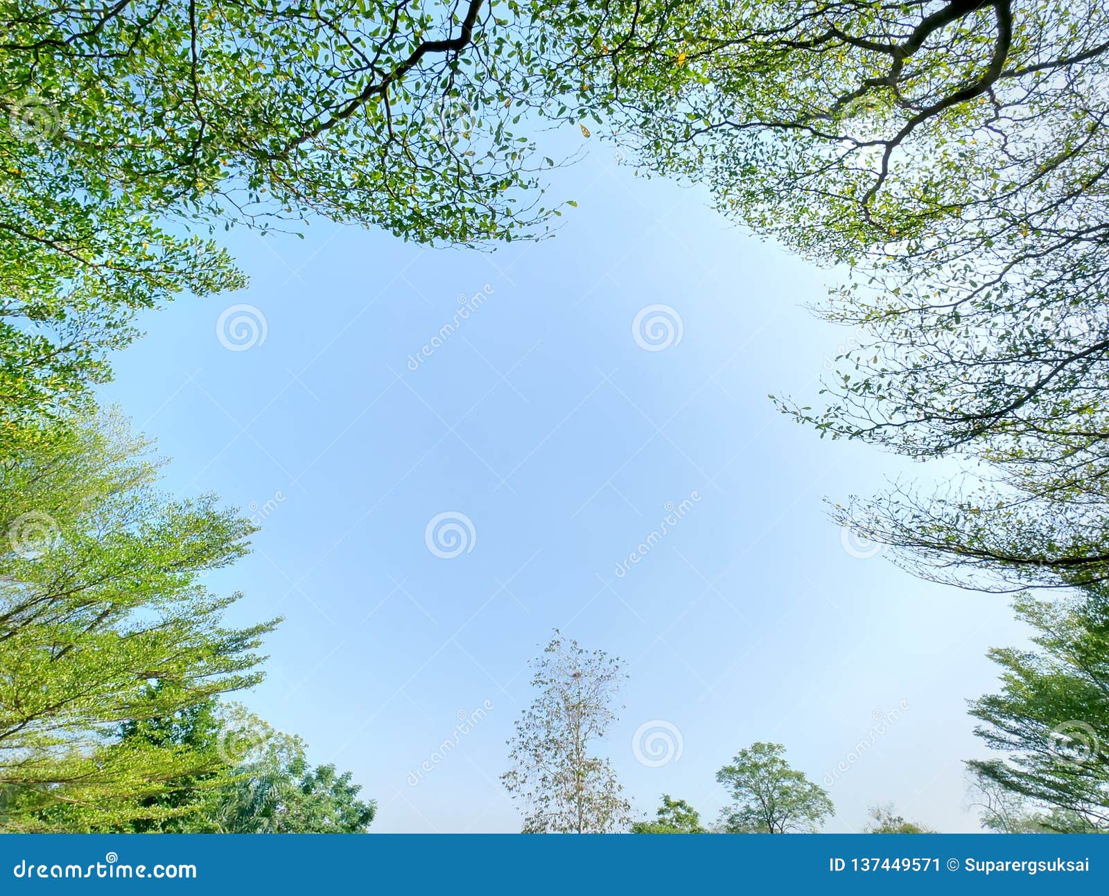 Low Angle View Under Tree Canopy through Blue Sky Stock Image - Image ...