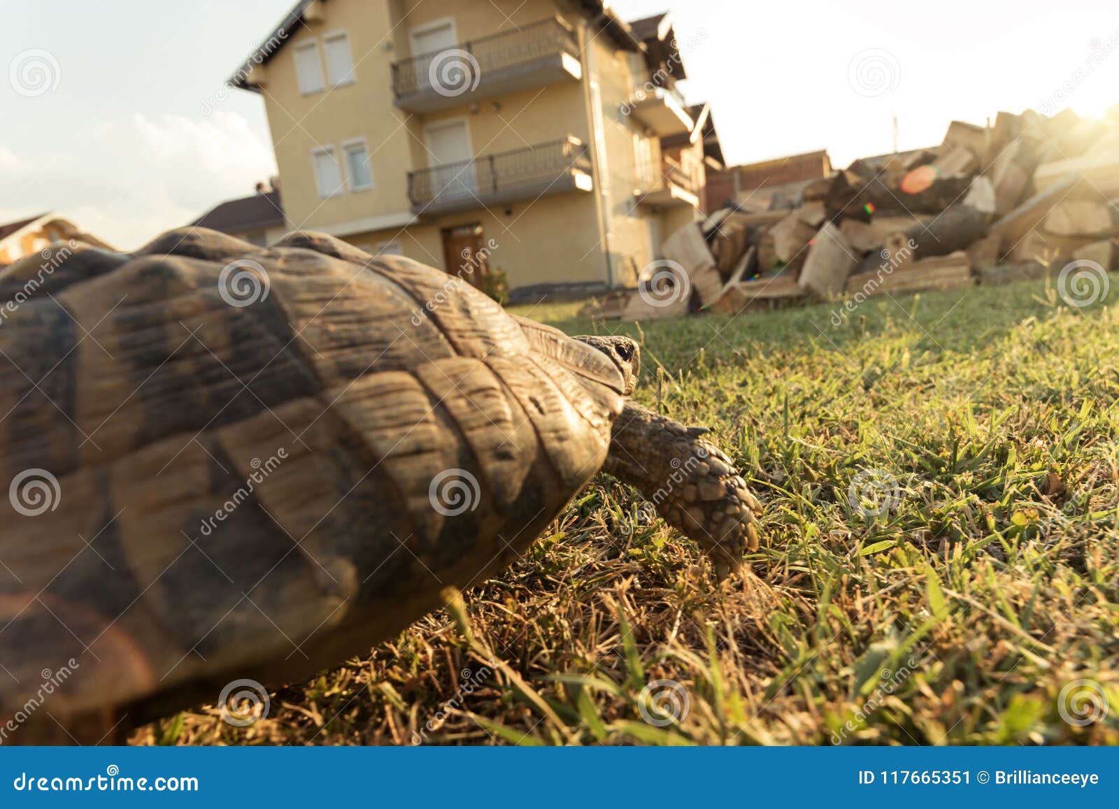 Low Angle View of Walking Turtle on Green Grass at Garden Stock Image ...