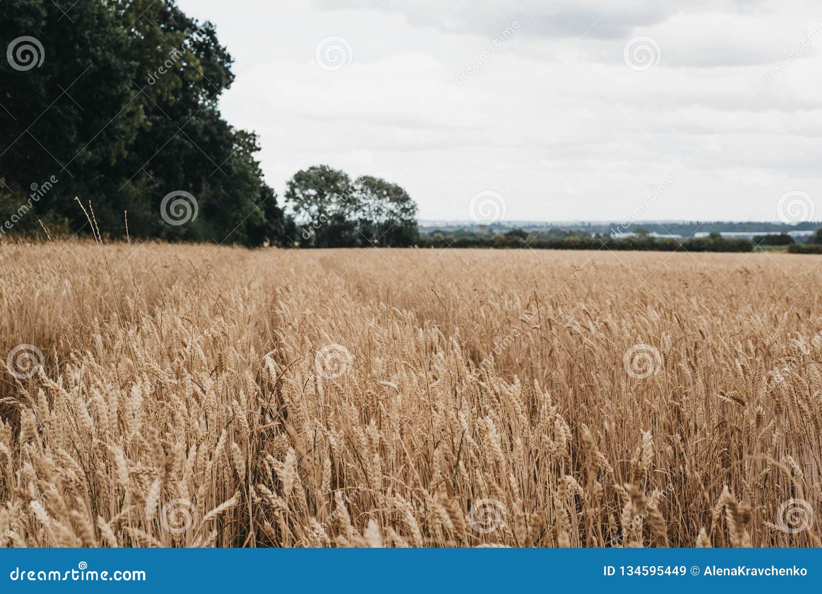Low Angle View of a Wheat Crop Field, Selective Focus Stock Image ...