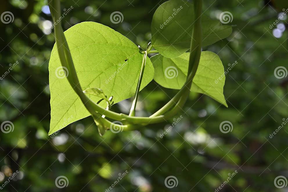 Low Angle View of a Winged Bean Vine Leaflet that is Being Exposed To ...