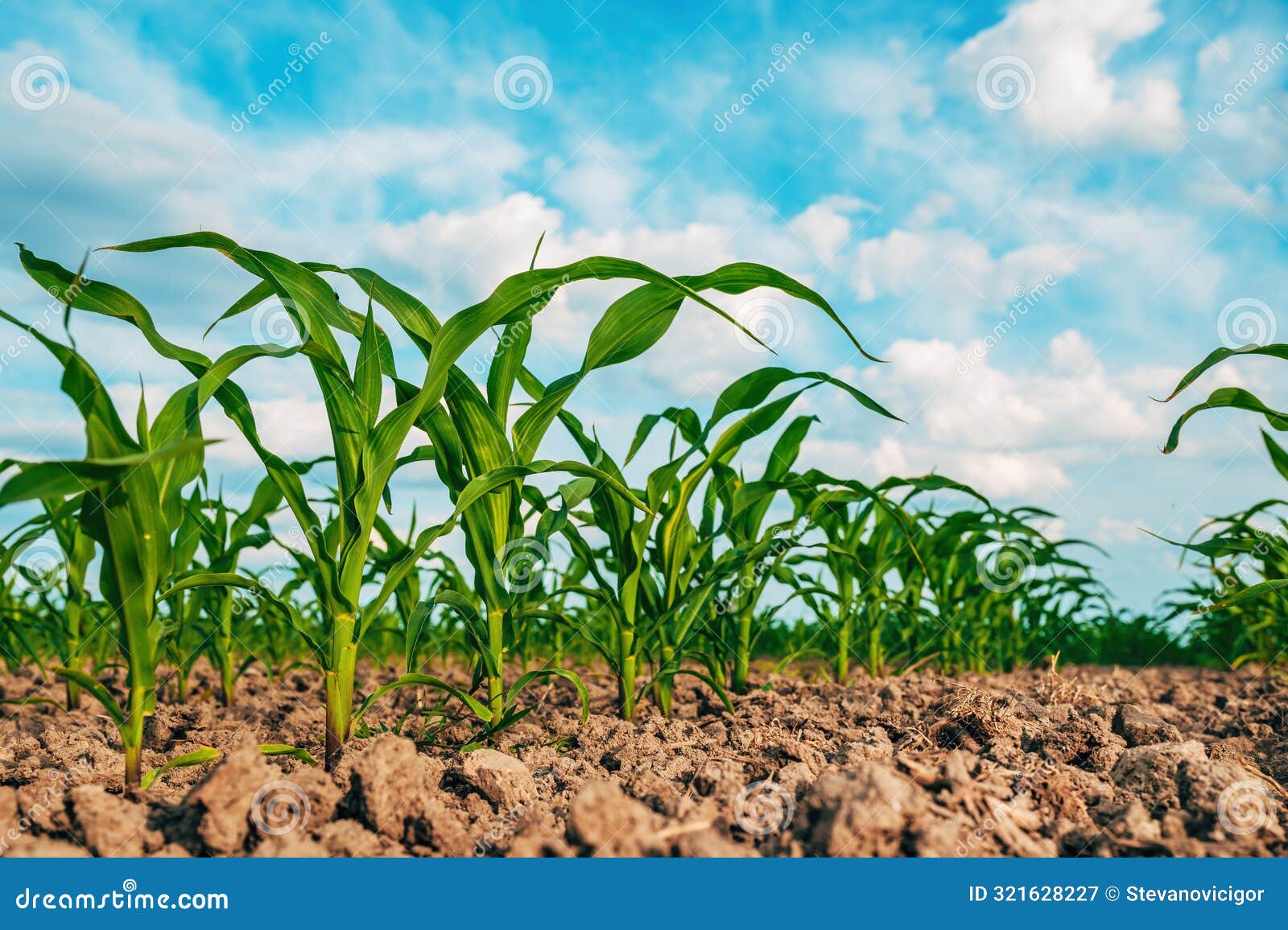 Low Angle View of Young Maize Crops in Plantation Field Stock Image ...