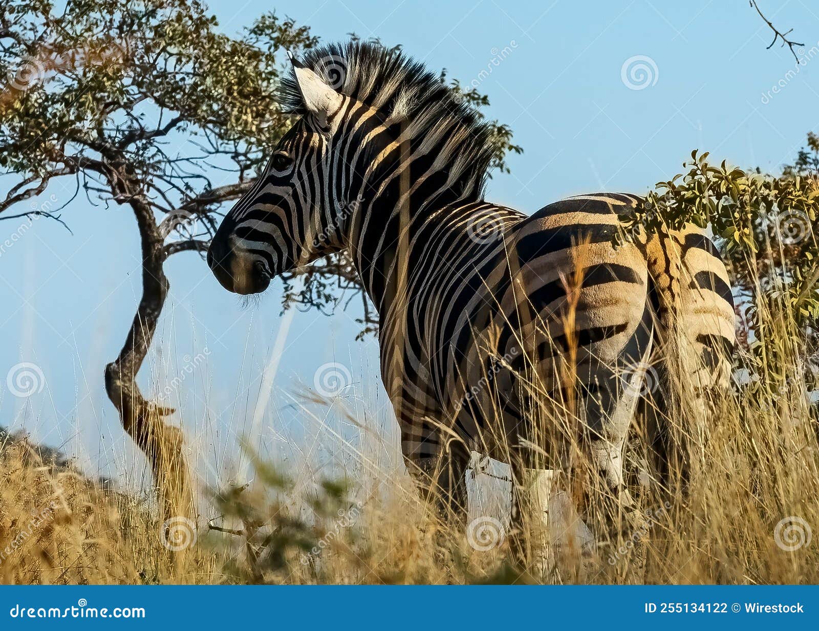 Low-angle View of a Zebra from Behind, Standing in the Grass Under the ...