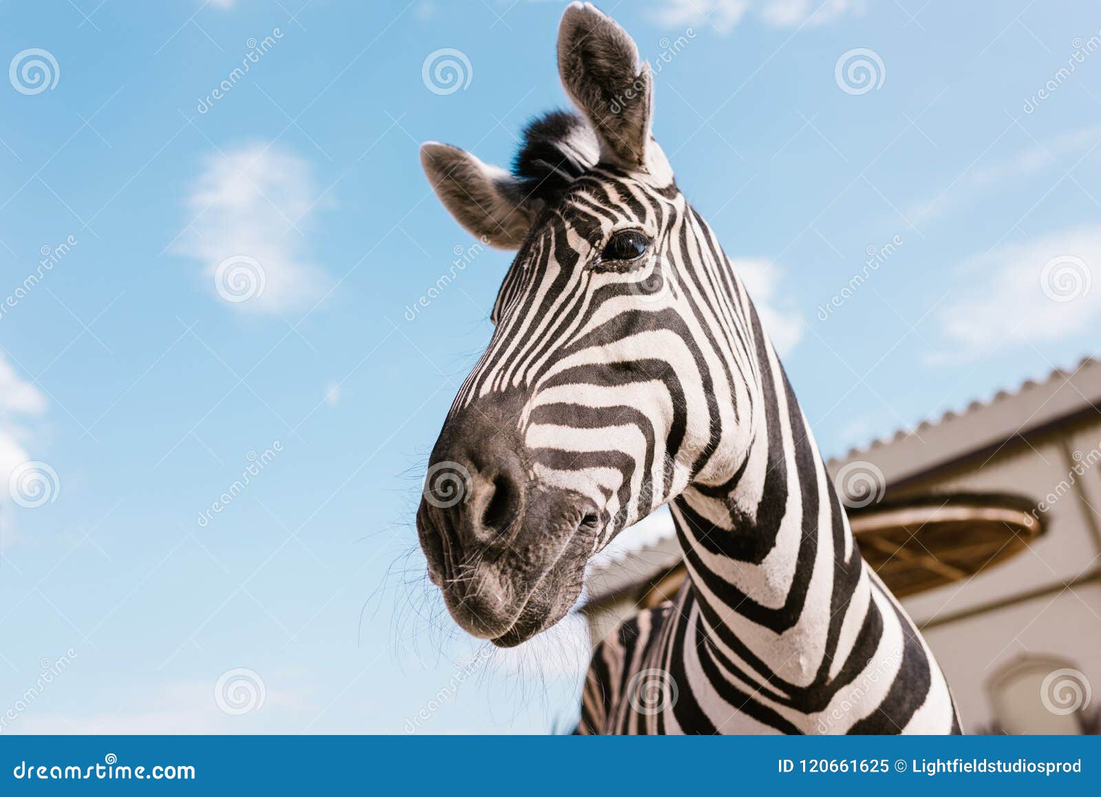 Low Angle View of Zebra Muzzle Against Blue Cloudy Sky Stock Image ...
