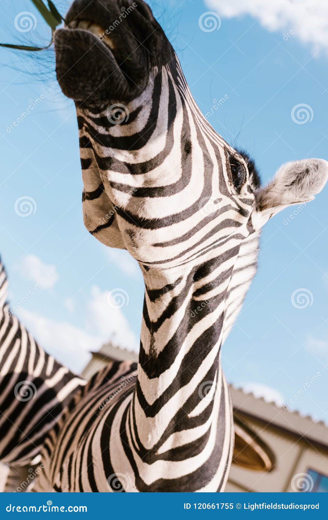 Low Angle View of Zebra Muzzle Against Blue Cloudy Sky Stock Image ...
