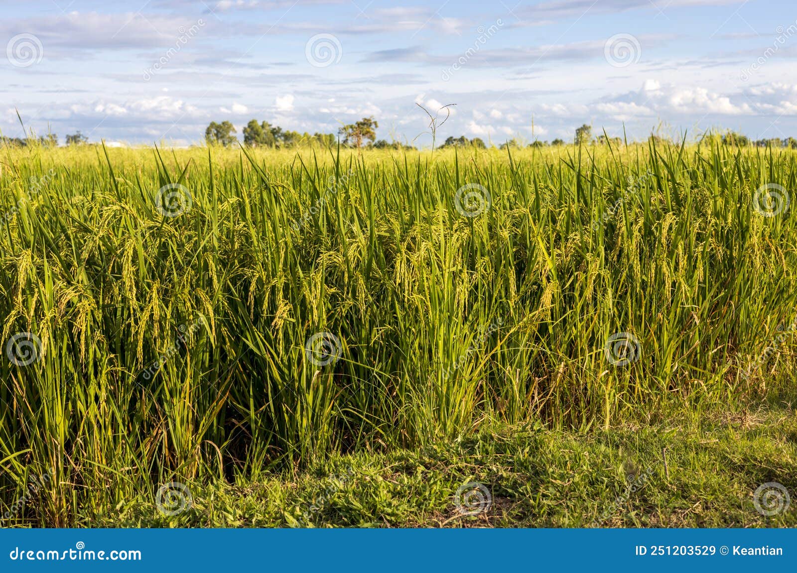 Low Angle Views. the Grains of Rice Plants Thrive in Abundance in the ...
