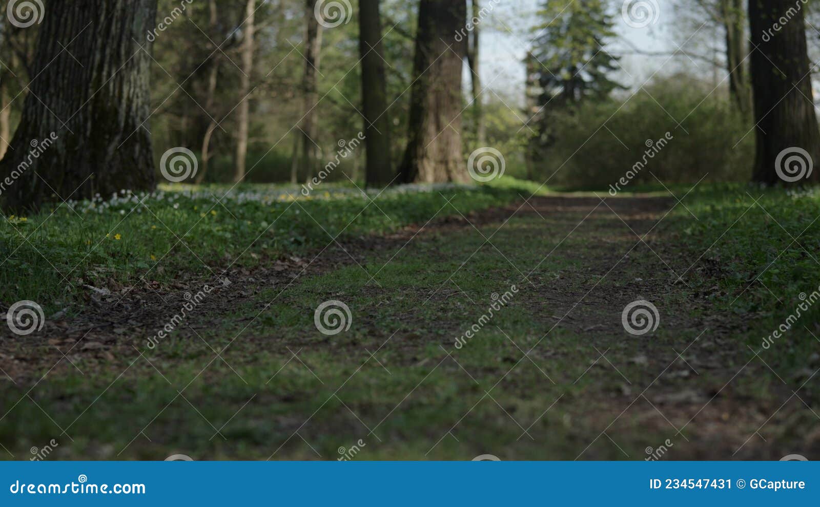 Low Angle Walk Shot on Park Path in Spring Evening Stock Image - Image ...