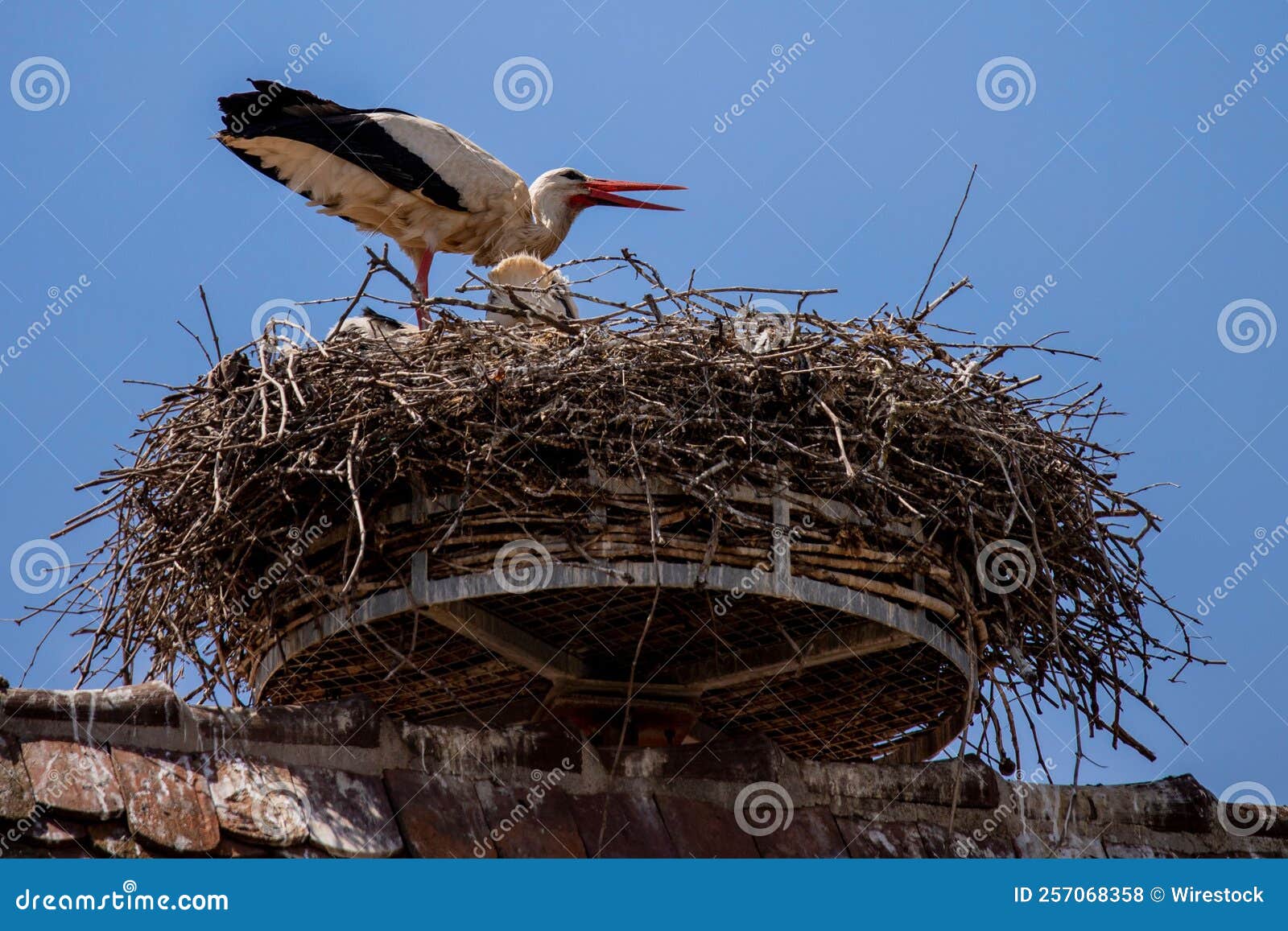 Low Angle of a White Stork in a Nest Stock Photo - Image of beak ...