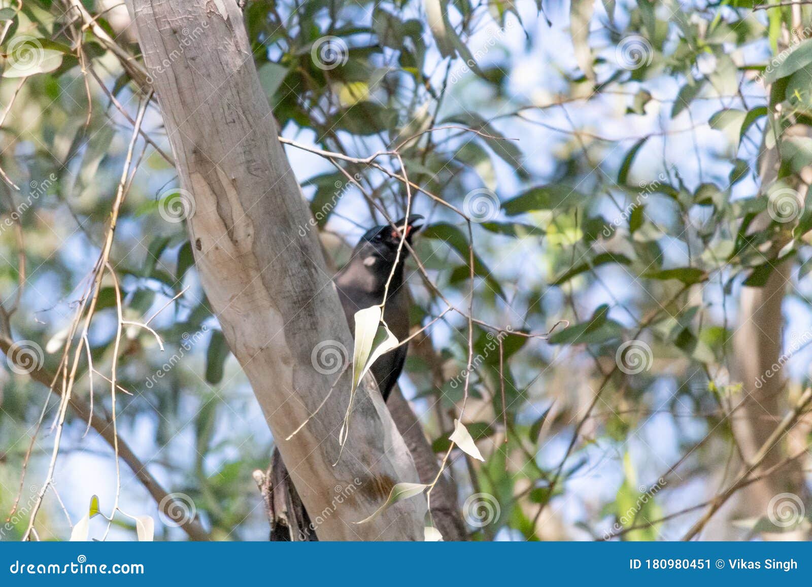 Low Angle Zoom In Shot Of A Crow Eating Flesh On The Tree Branches ...