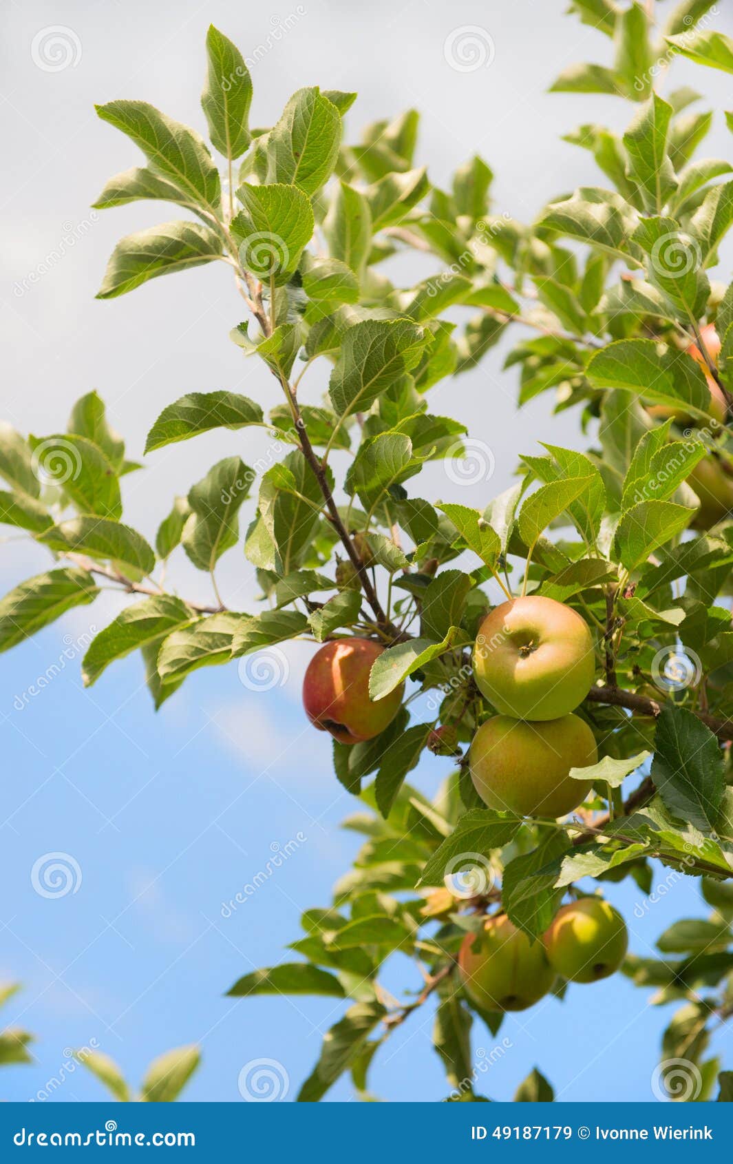 Low apple trees stock image. Image of apple, dwarf, summer - 49187179