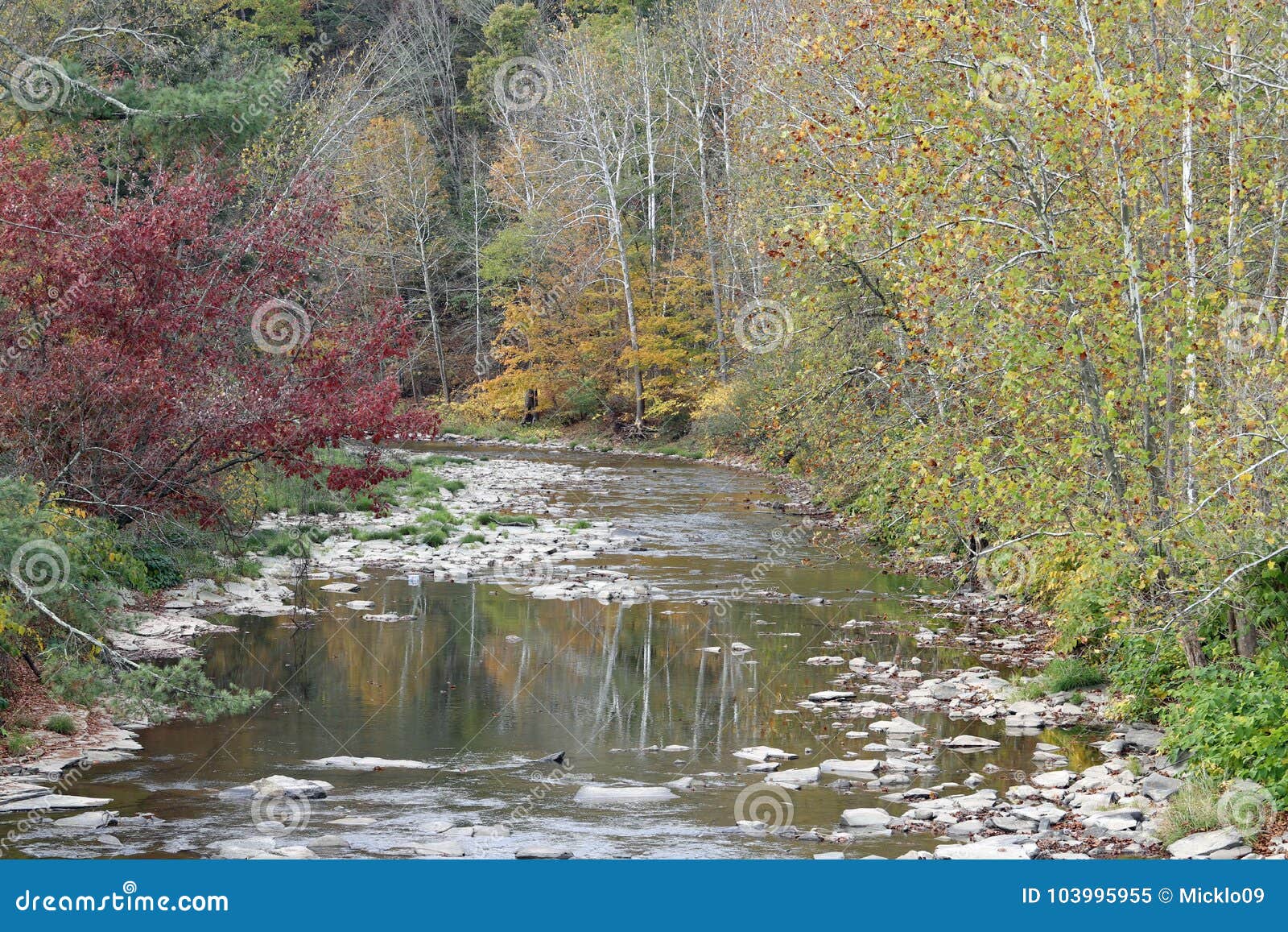 Creek in the fall stock image. Image of fall, yellow - 103995955