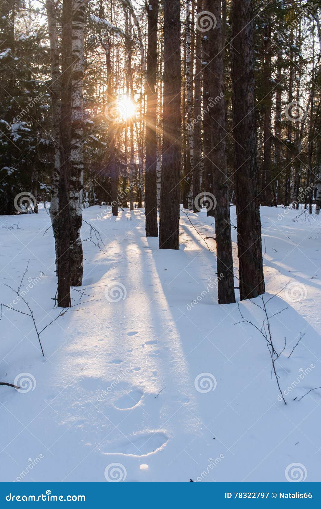 The Low Evening Sun Shines through the Trees in the Winter Fores Stock ...