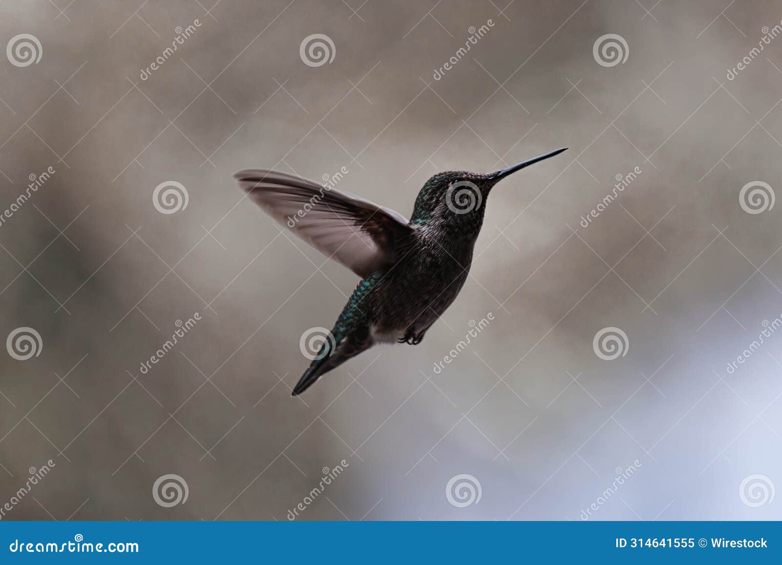 Low-flying Bird with a Sharp Beak Takes Flight Stock Image - Image of ...