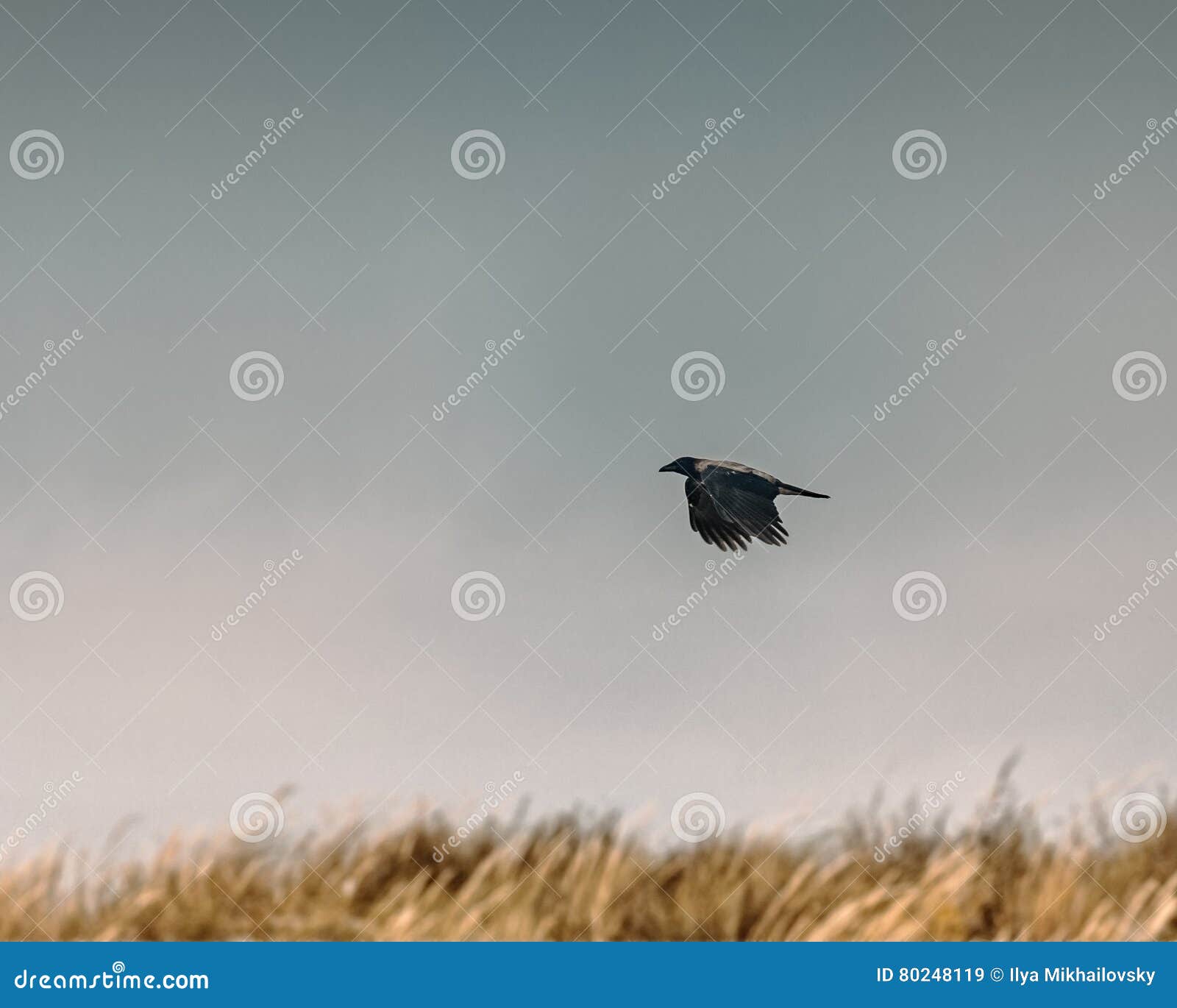 Low-flying bird stock image. Image of nature, grass, landscape - 80248119