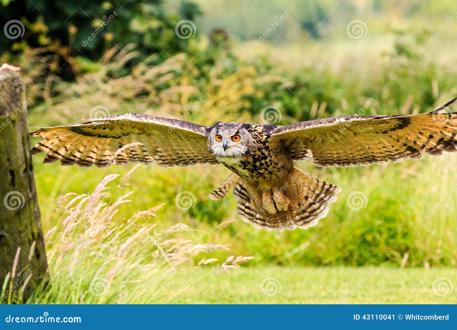Low Flying Eagle Owl stock image. Image of feather, green - 43110041