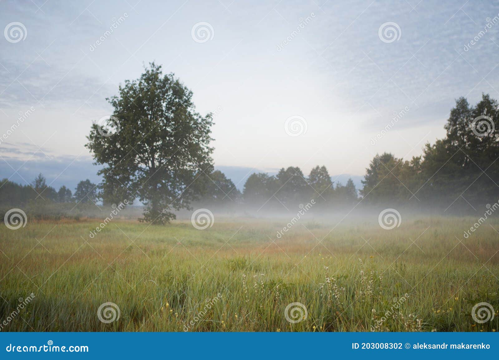 Low Fog in the Field at Dawn Stock Photo - Image of background, autumn ...