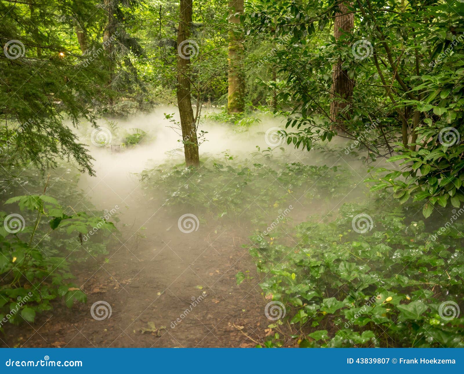 Low fog in forest stock image. Image of fantasy, environment - 43839807