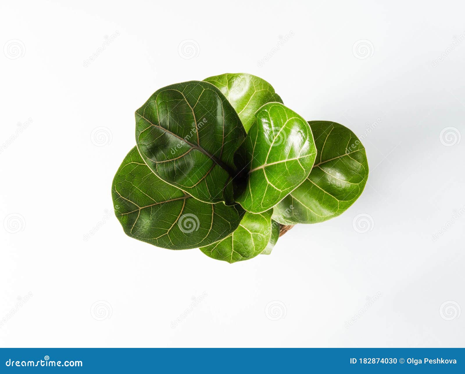 Low Green Ficus Lyrata on a White Background. Top View. Copy Space ...