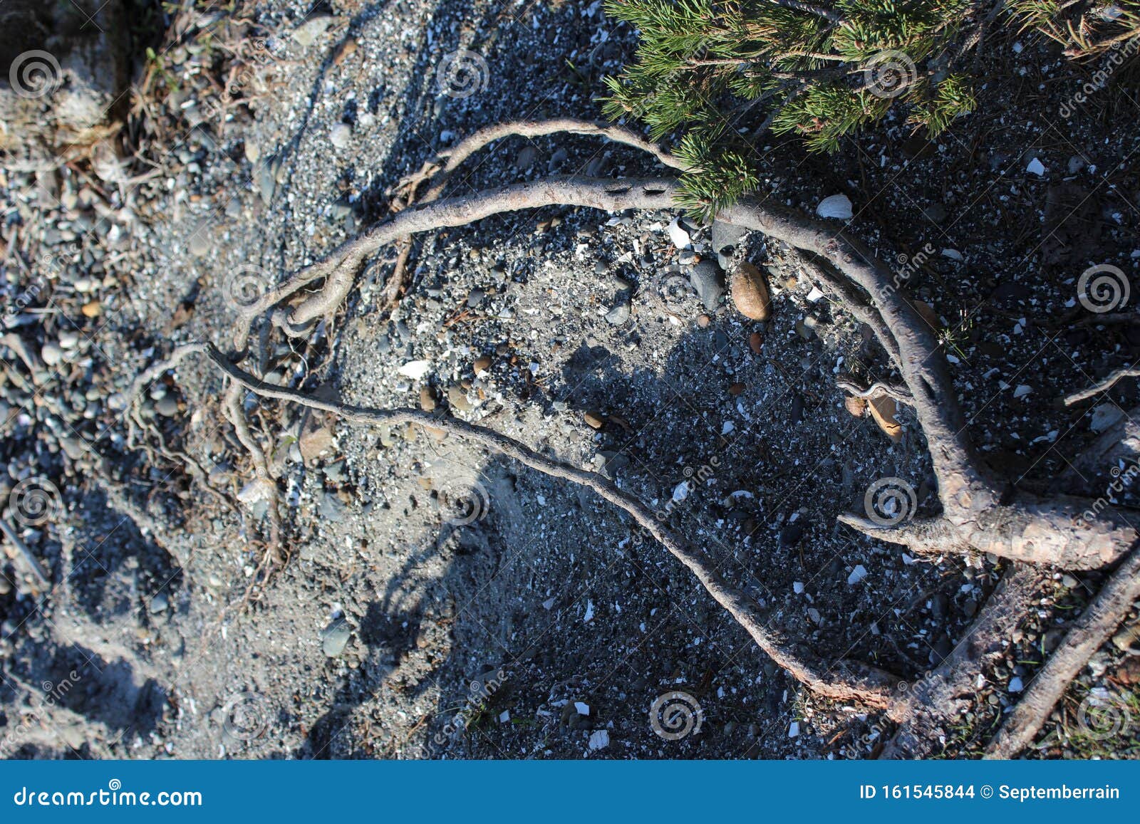 Exposed Tree Roots on the Beach Stock Photo - Image of natural, closeup ...