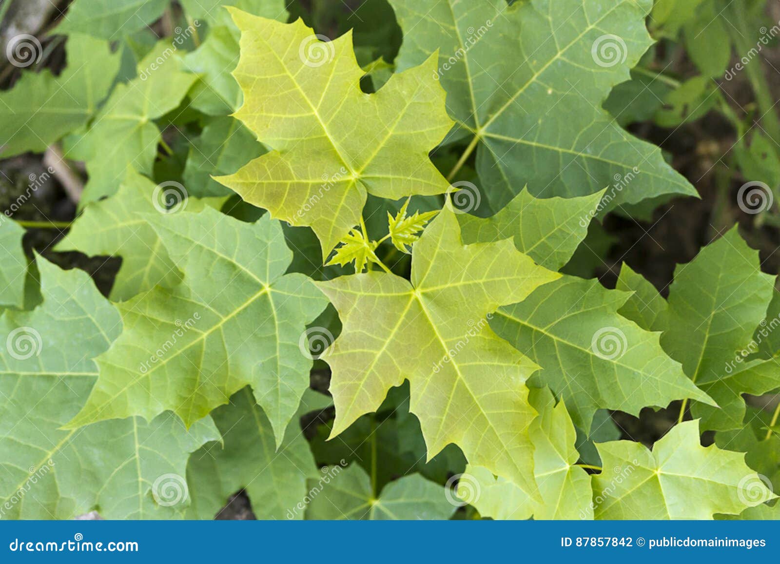 Low Growing Plant Leaves Picture. Image: 87857842