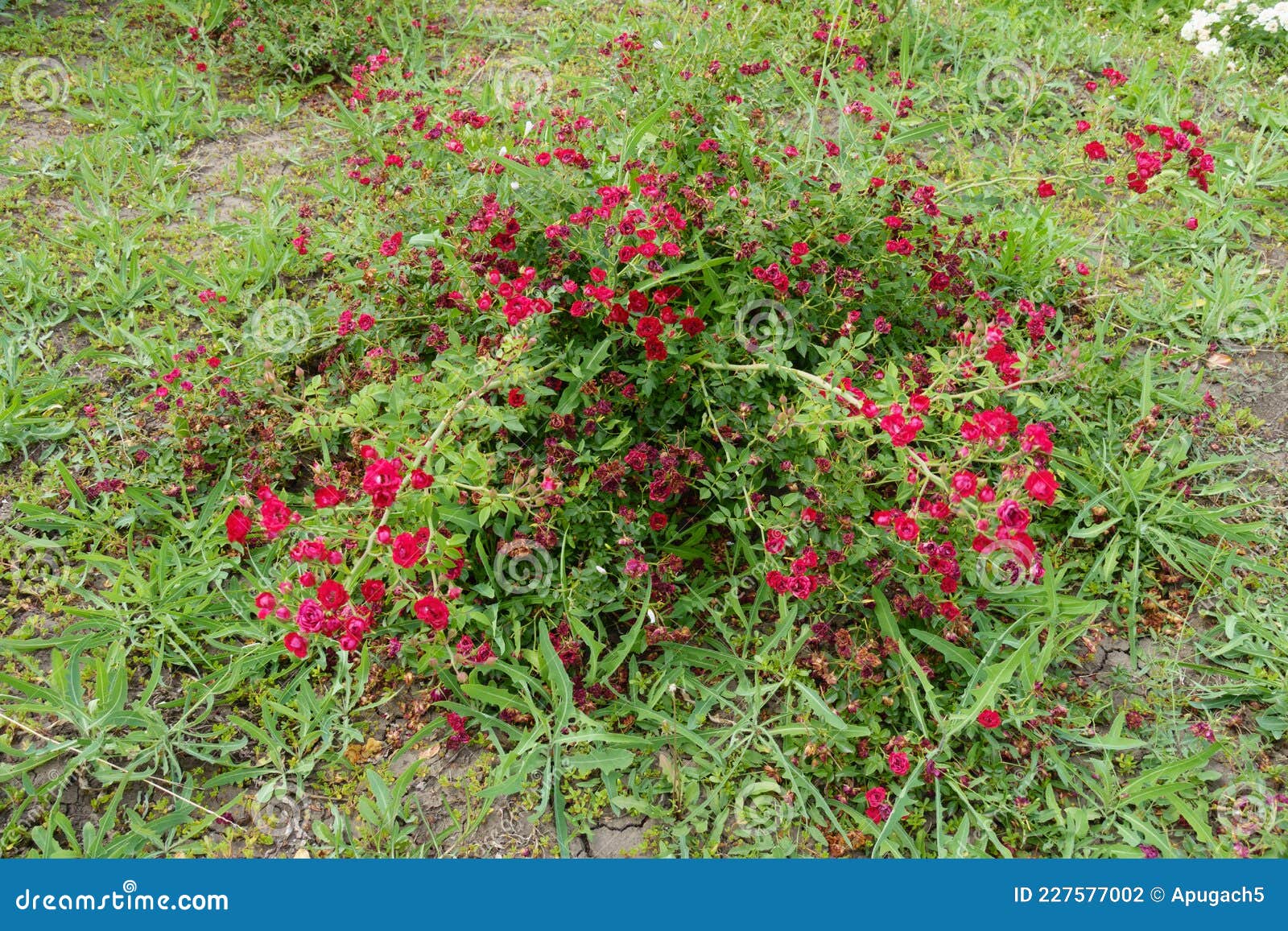 Low Growing Shrub of Roses with Small Red Flowers Stock Photo - Image ...