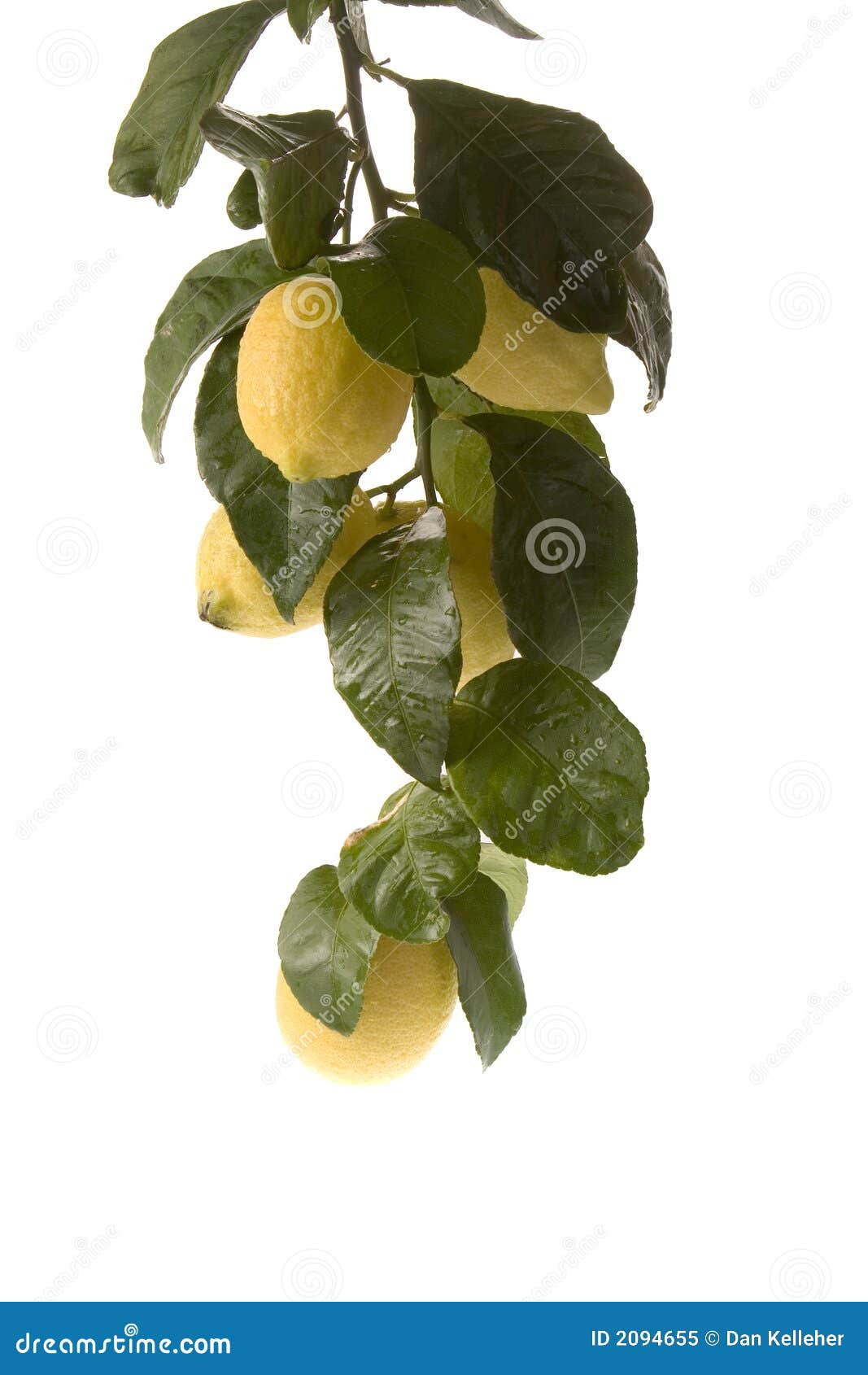 Low Hanging Cluster of Lemons Stock Image - Image of hanging, lemon ...