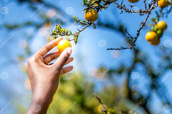 Low hanging fruit stock image. Image of black, tree, blue - 64996755