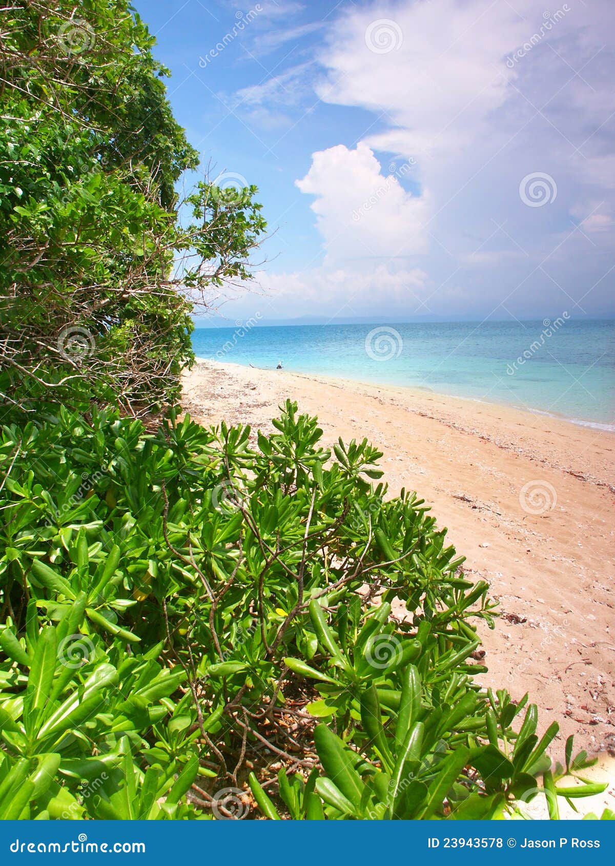 Low Isles - Queensland Australia Stock Photo - Image of water ...