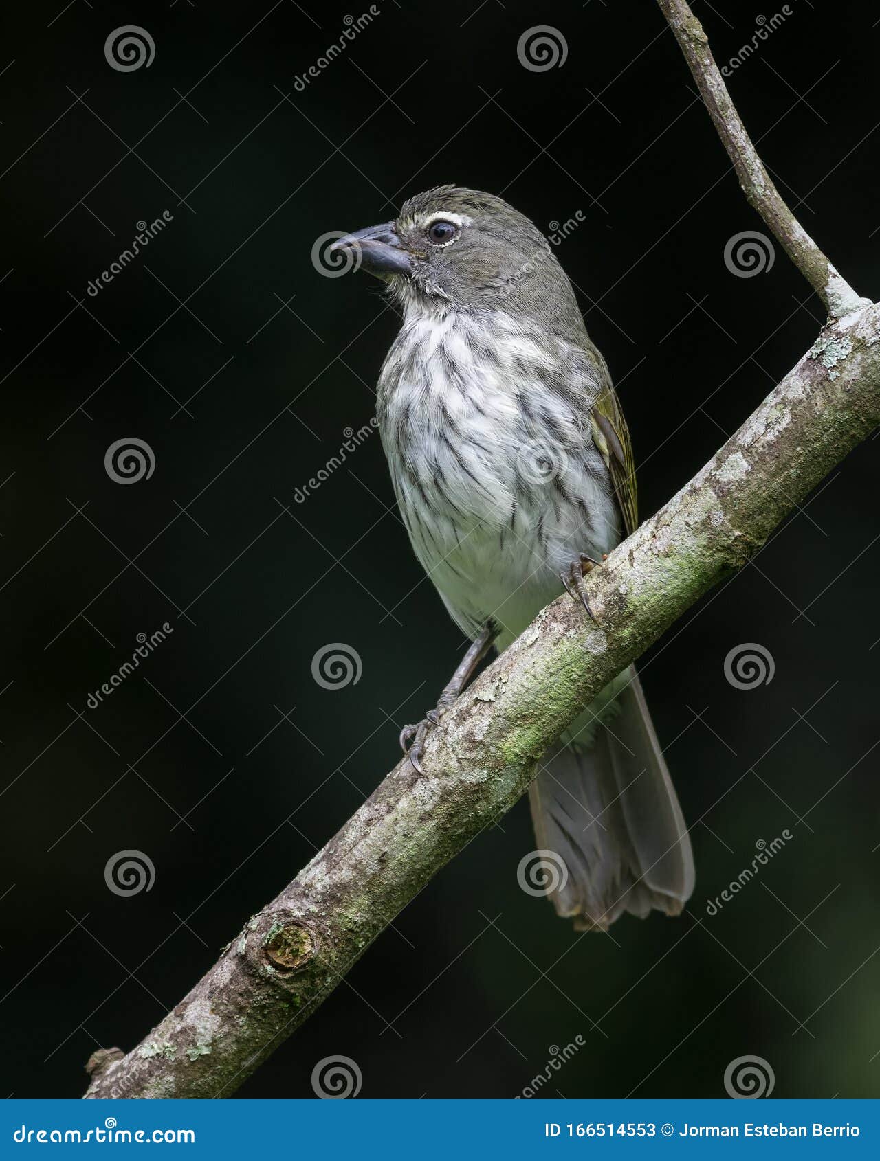 Low Key Bird Portrait Royalty-Free Stock Photo | CartoonDealer.com ...