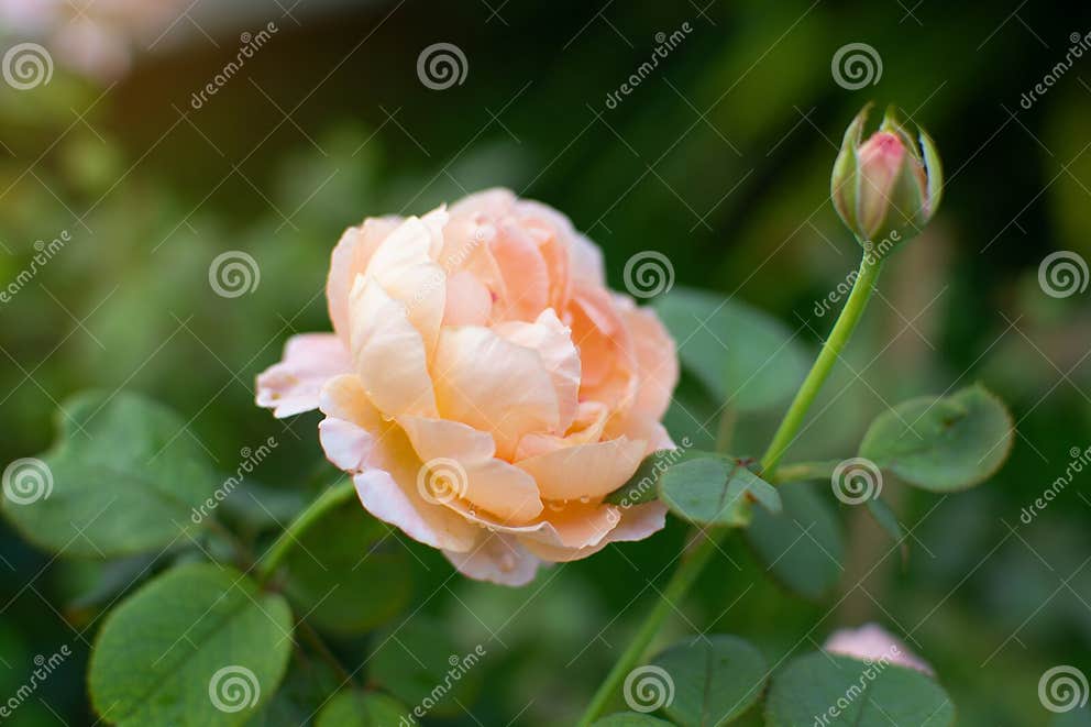 Low Key of Blooming Confiture Rose Stock Photo - Image of smell, orange ...