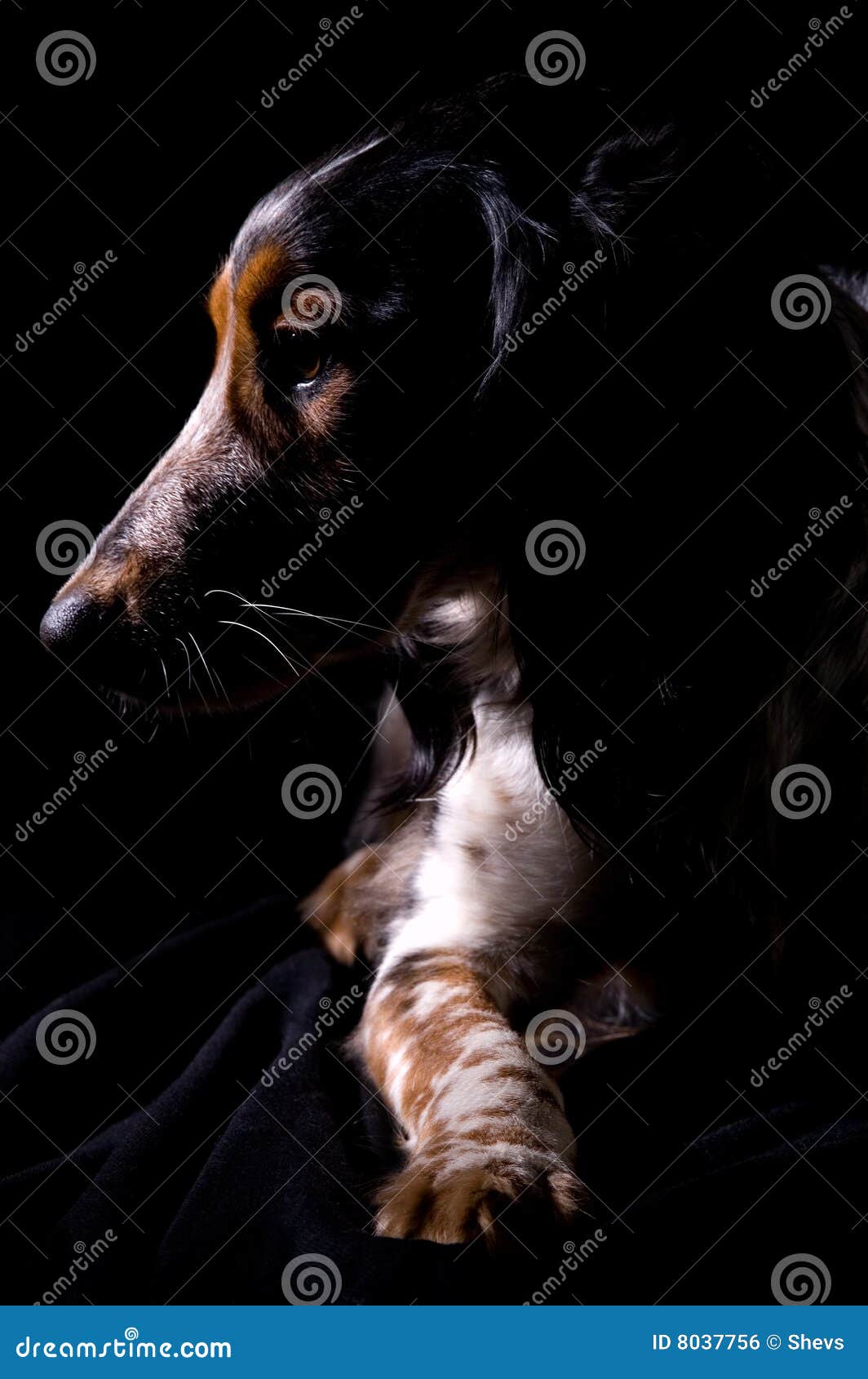 Low key dog portrait stock photo. Image of beauty, profile - 8037756