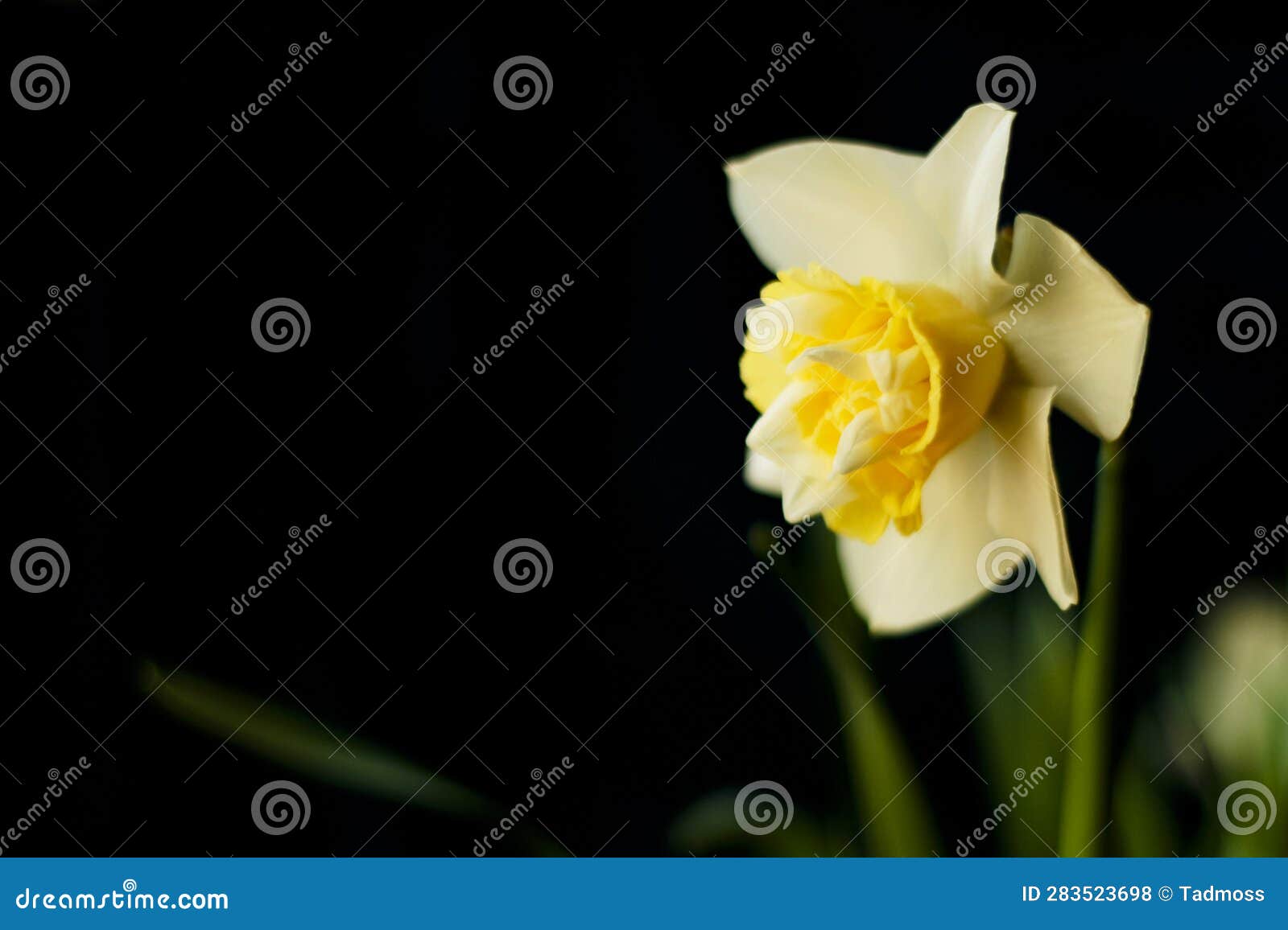 Low Key Double Daffodil on Black Background Stock Photo - Image of ...