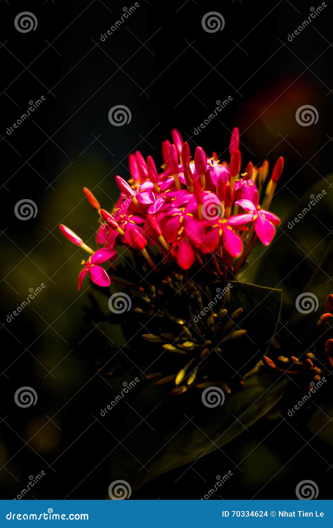 Low key flower stock photo. Image of beautiful, natural - 70334624
