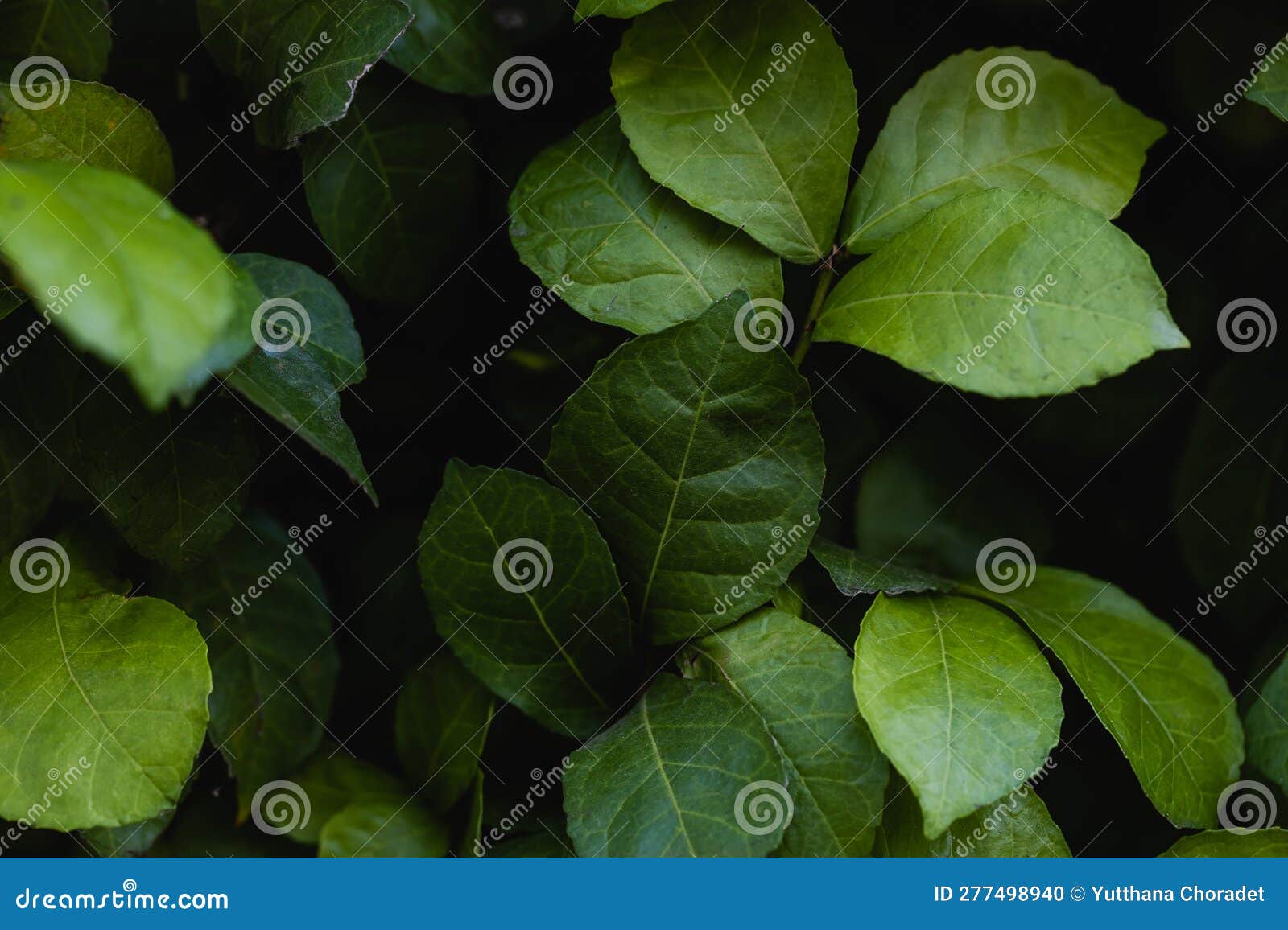 Low Key Green Leaves Dark Nature Background Stock Photo - Image of ...
