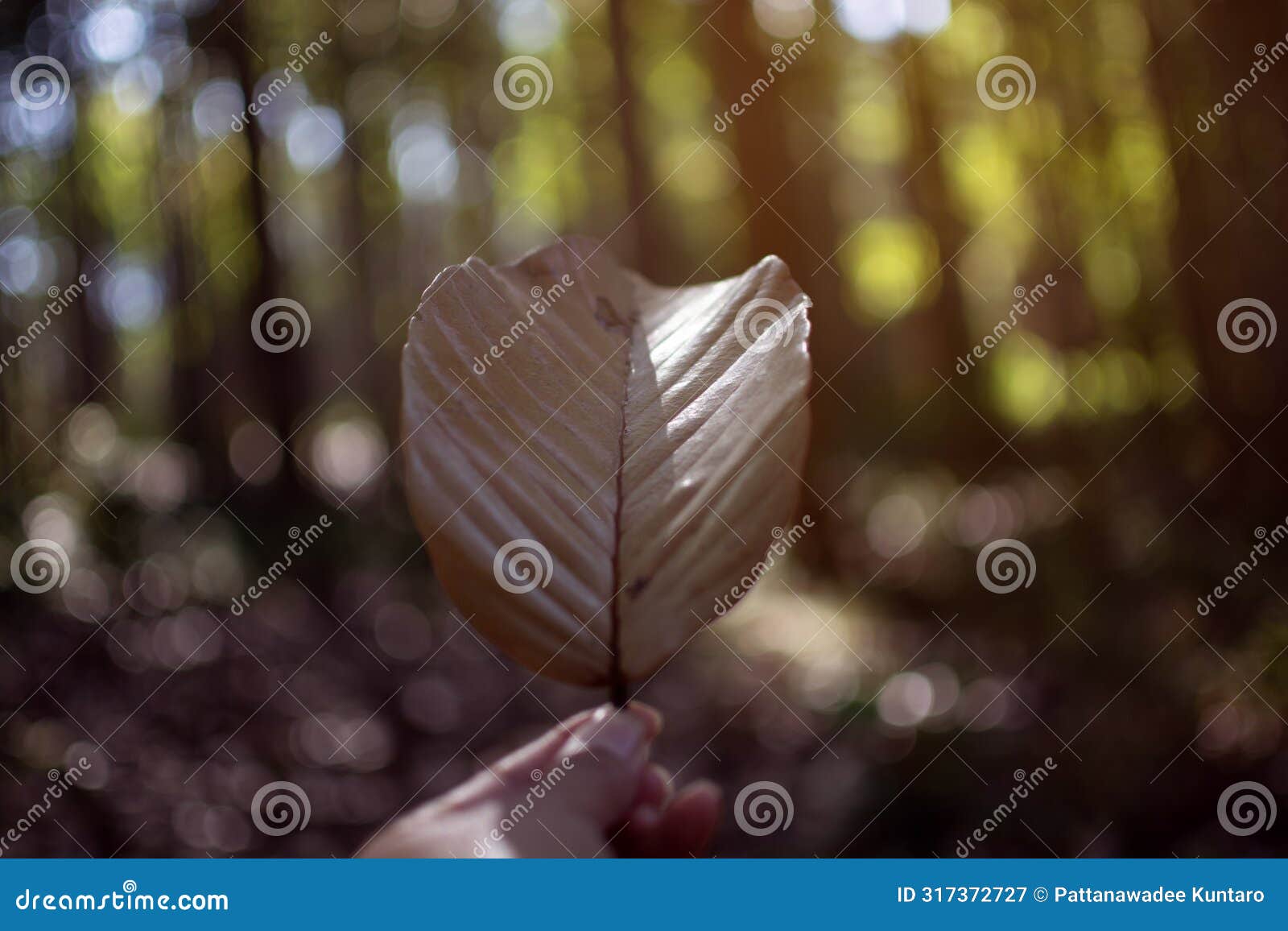 Low Key of Hand Hold Fallen Leaf with Blurred Forest Background Stock ...