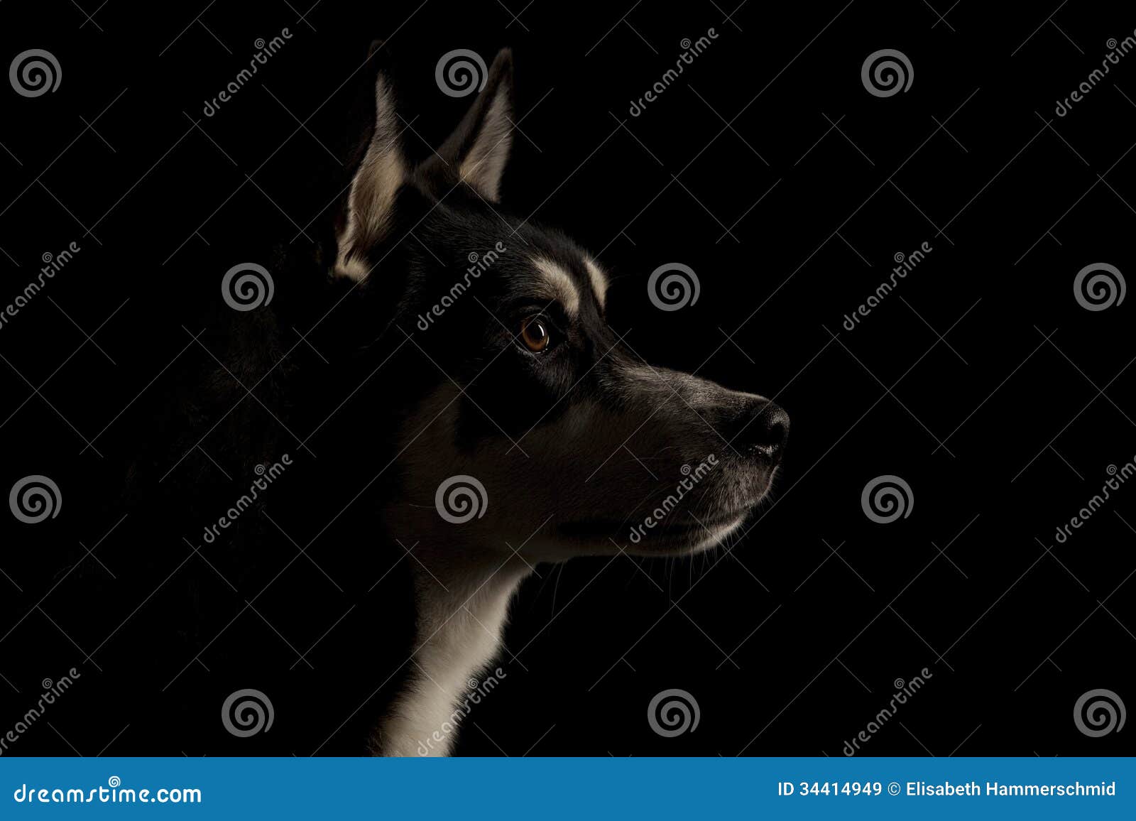 Low Key Head Shot Husky stock image. Image of heads, domestic - 34414949