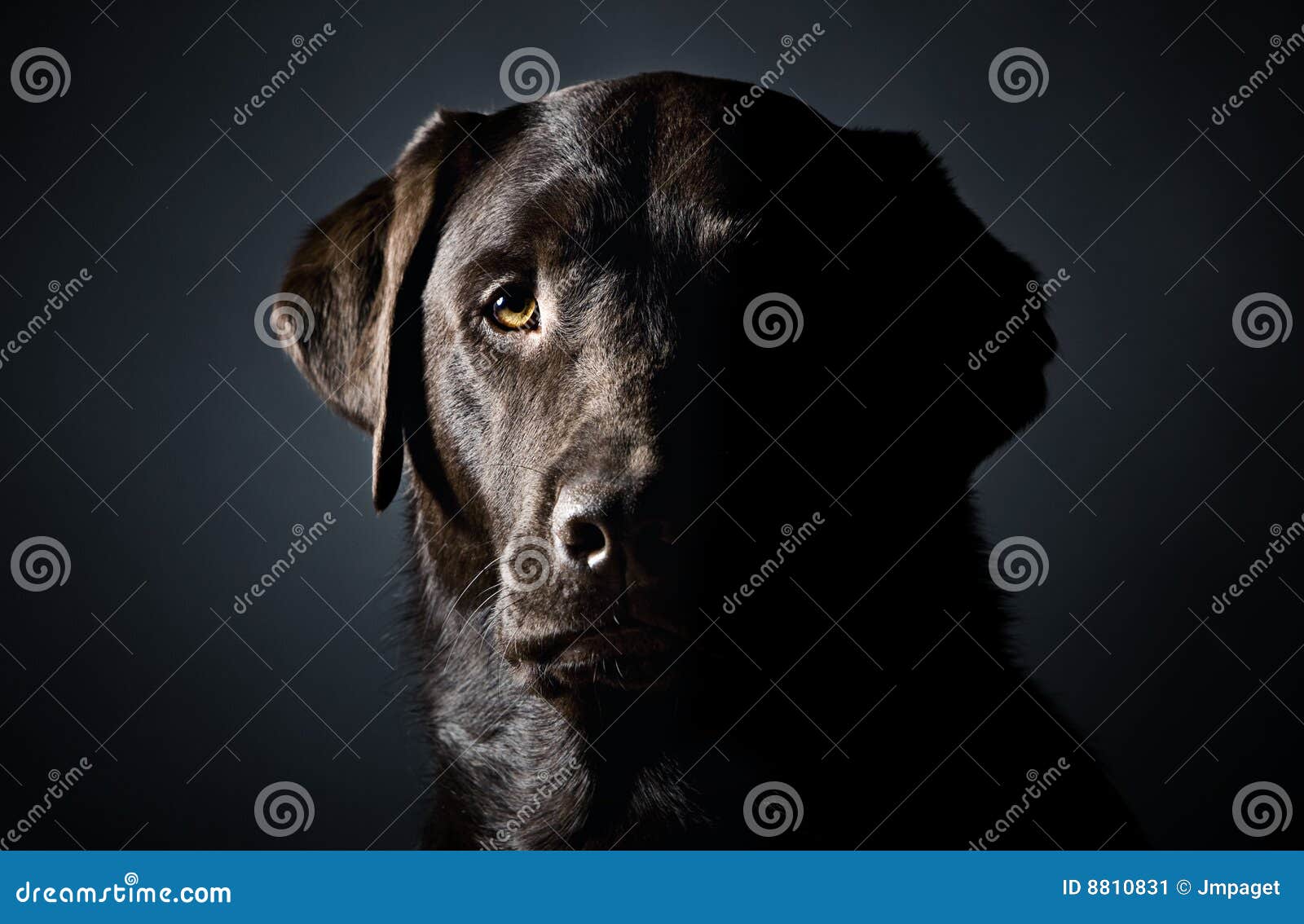 Low Key Head Shot of a Strong Labrador Stock Image - Image of ...