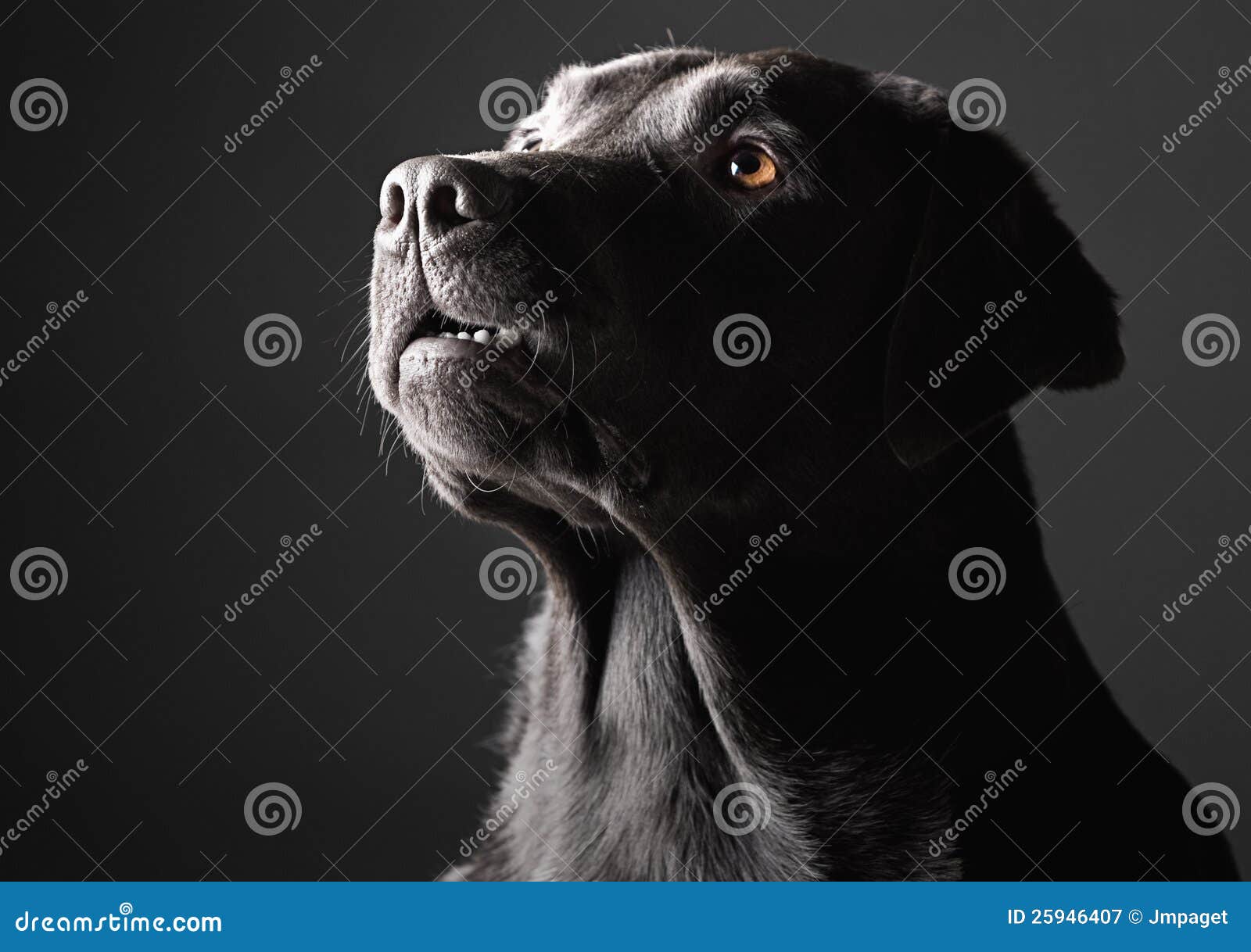 Low Key Labrador stock image. Image of chocolate, studio - 25946407