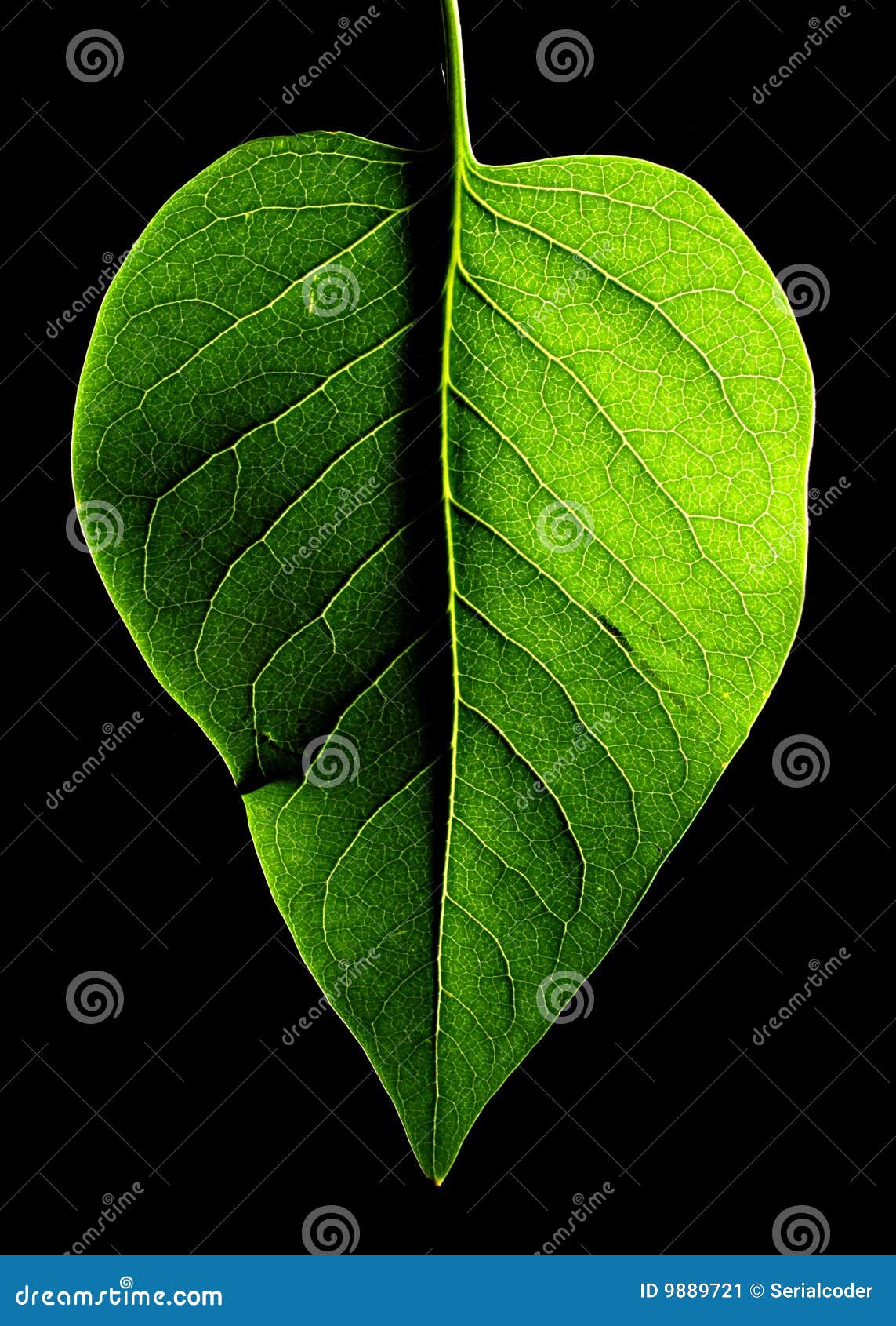 11,613 Key Leaf Stock Photos - Free & Royalty-Free Stock Photos from ...