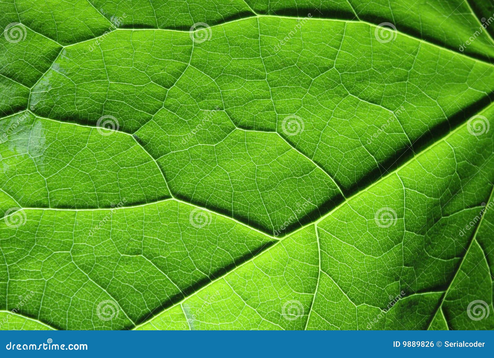 Low key Leaf Detail stock photo. Image of drop, detail - 9889826