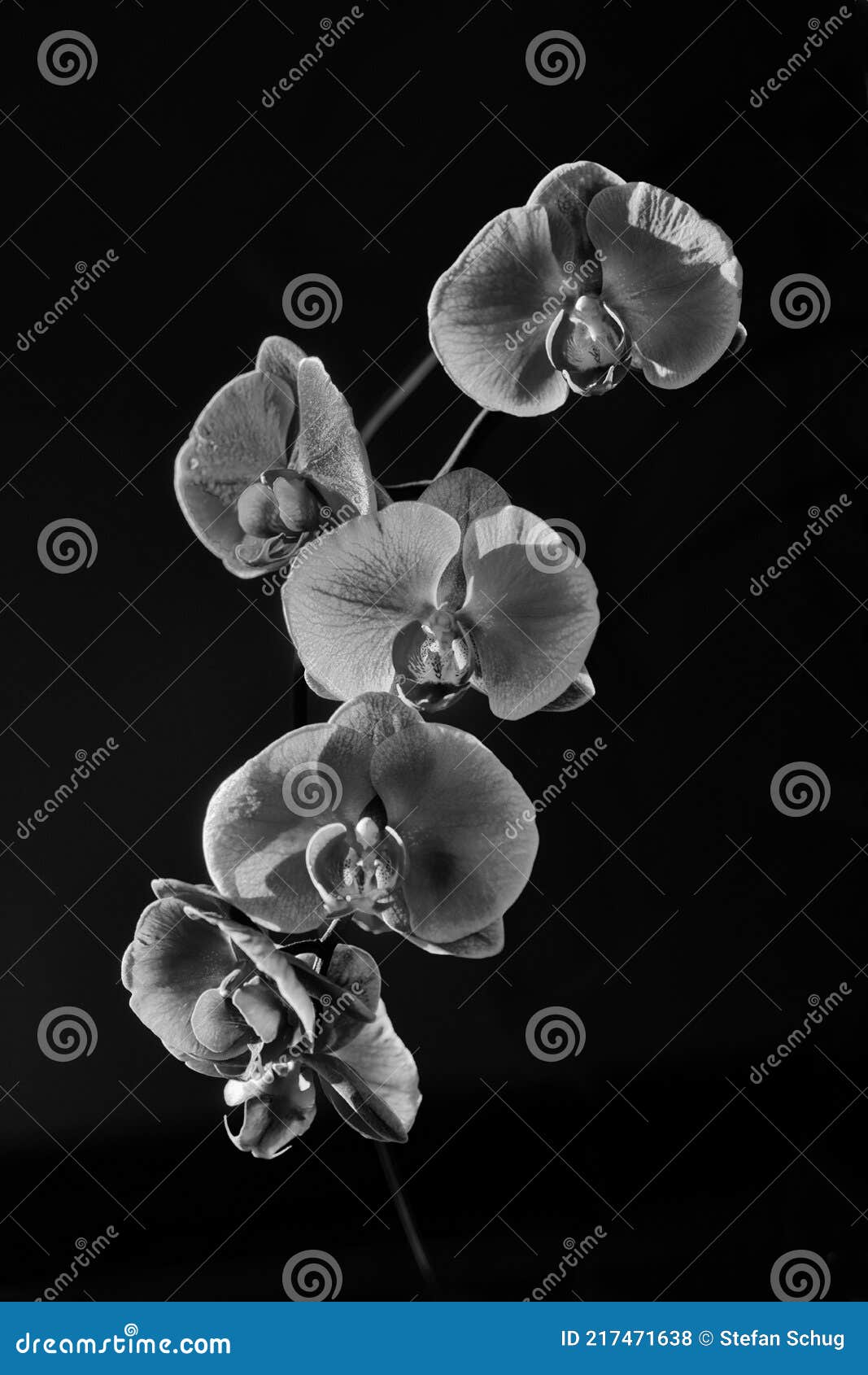 Low Key Orchid Monochrome stock photo. Image of petals - 217471638