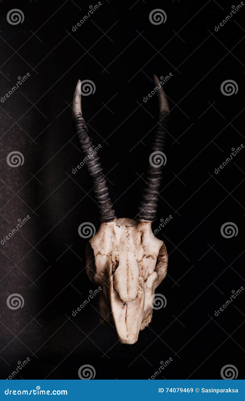 Low Key, Skull of Goat on Black Background, Front View Stock Image ...