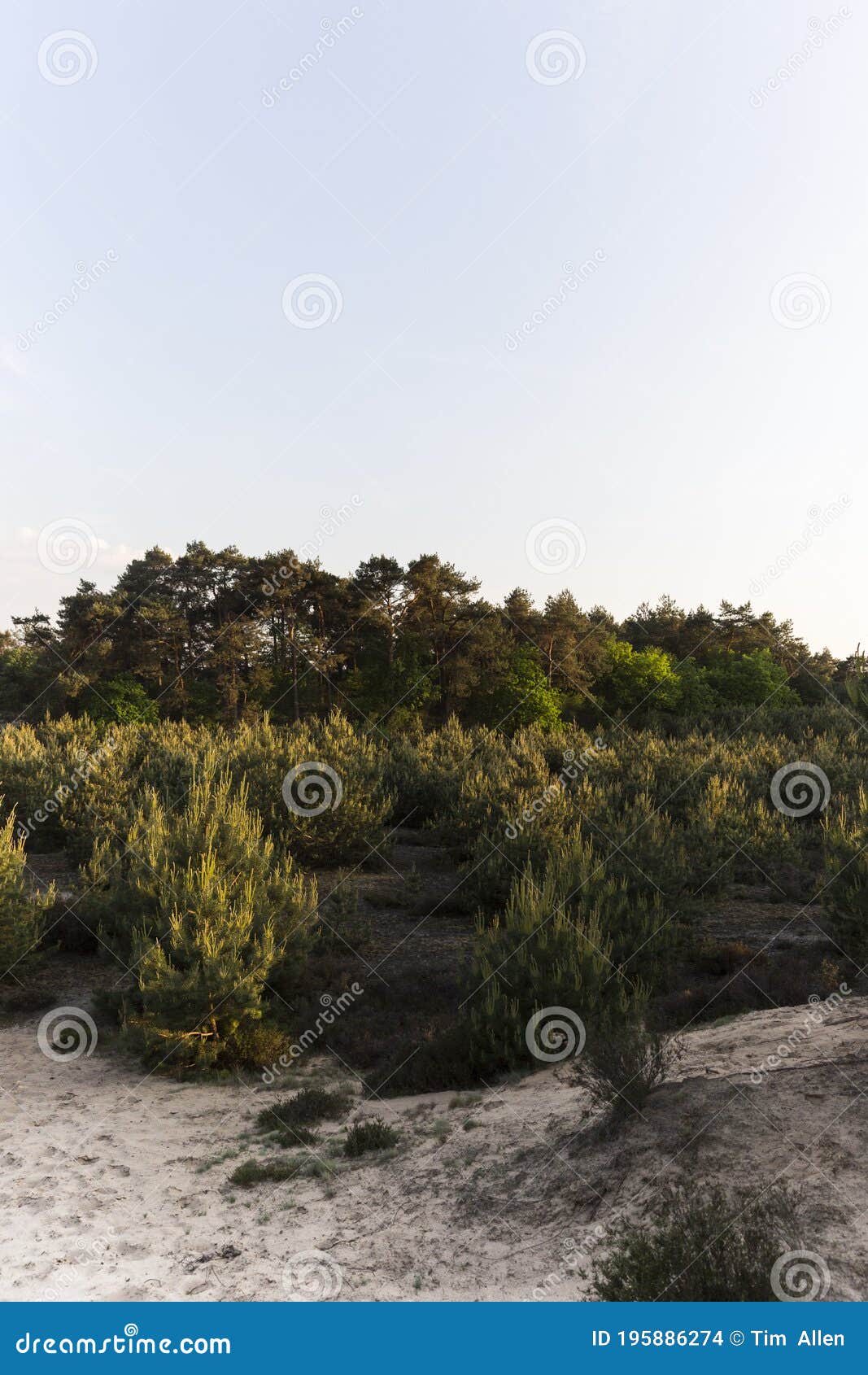 Low Laying Forest in Dutch Landscape Stock Photo - Image of hill ...