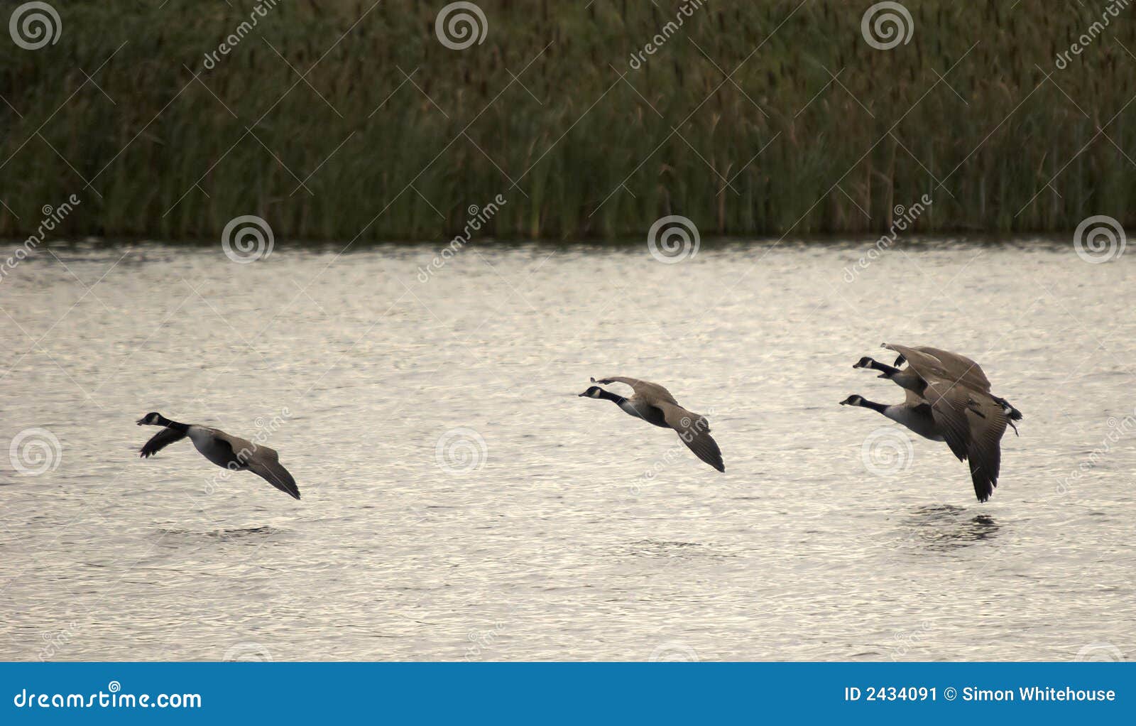 Low Level Flying stock image. Image of descend, flight - 2434091