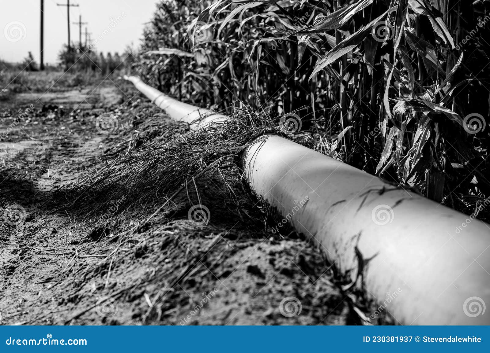 Low Level Selective Focus Image Of Furrow Irrigation In A Corn Field ...