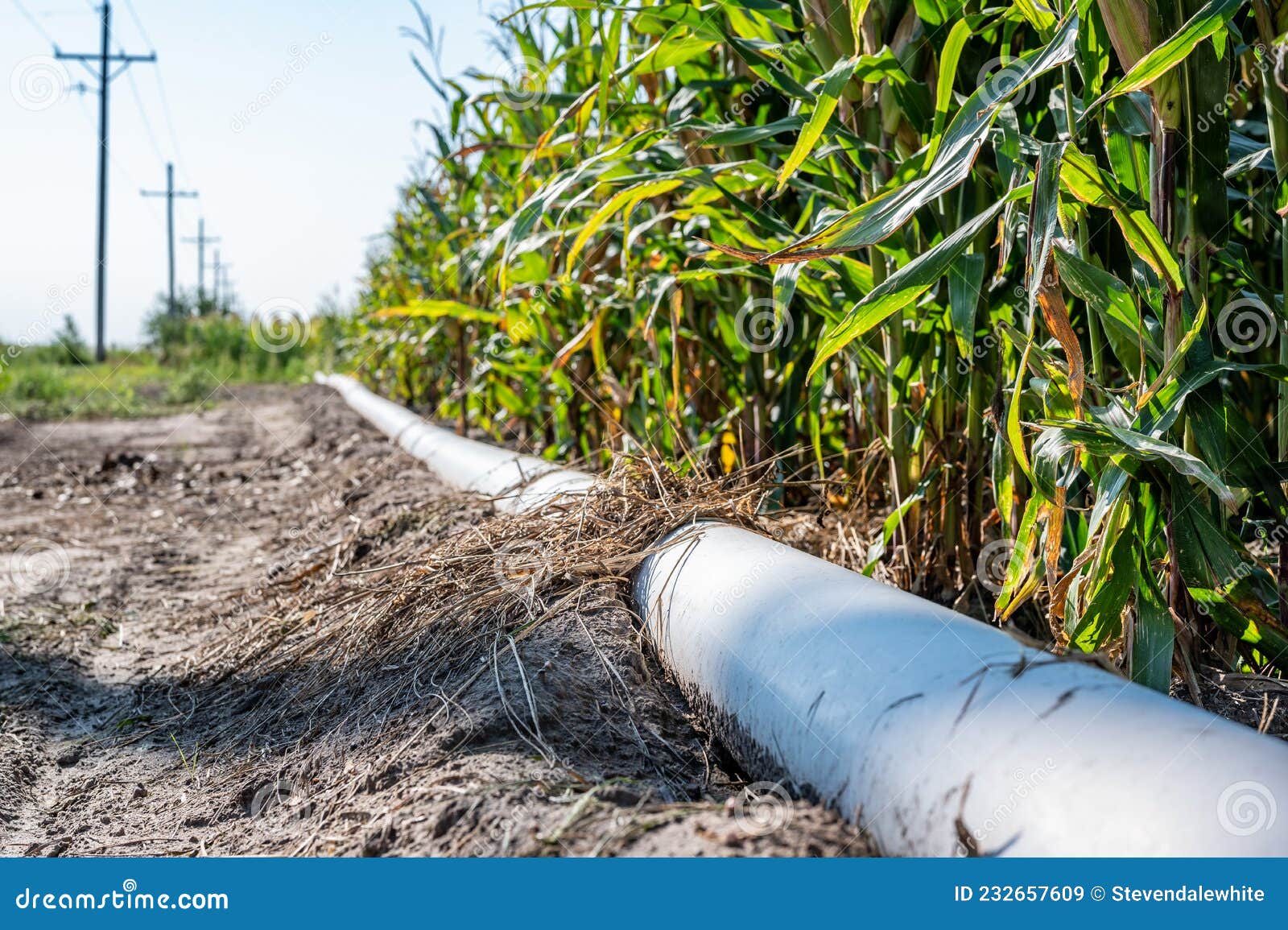 Low Level Selective Focus Image of Furrow Irrigation in a Corn Field ...