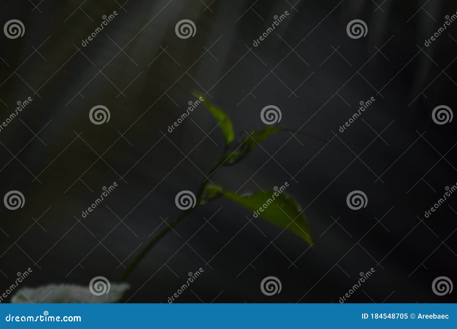 Low-light Photography Water Drops on Leaves Stock Image - Image of leaf ...