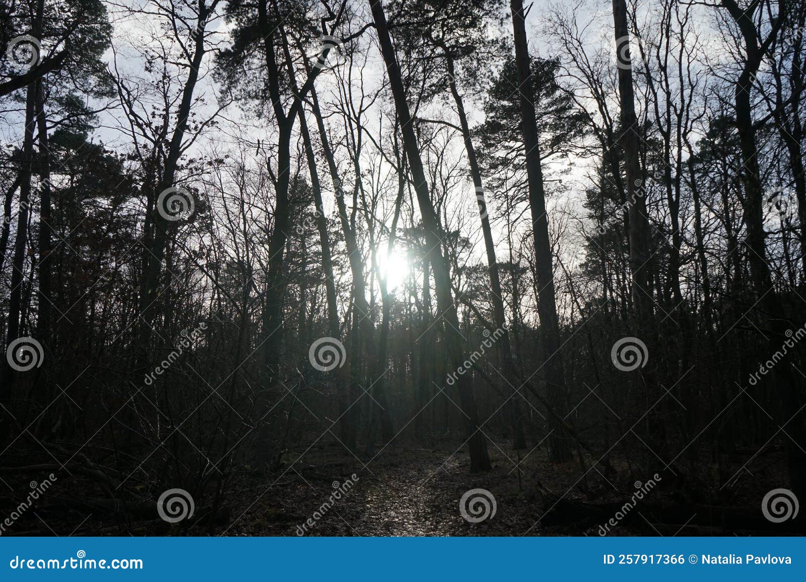 The Low-lying Sun Shines through the Branches of Trees in the Winter ...